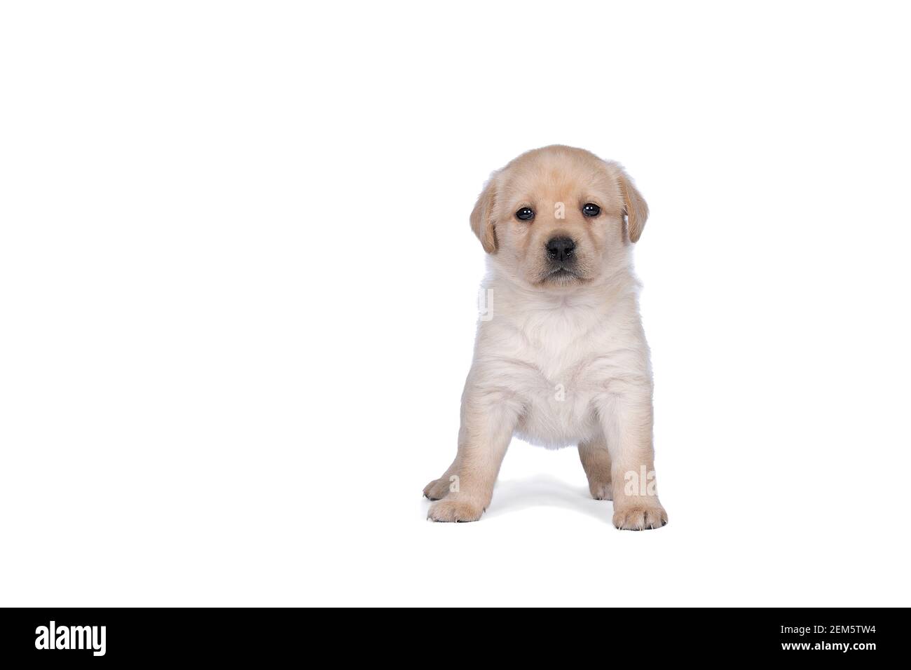5 week old labrador puppy isolated on a white background walking away ...