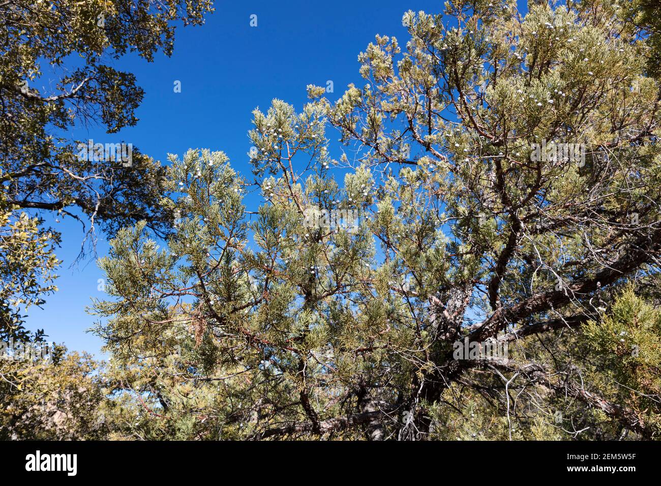 Juniperus hi-res stock photography and images - Alamy