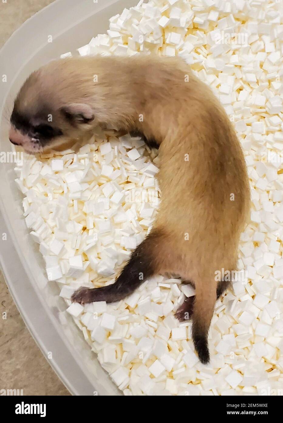 Elizabeth Ann, the first cloned black-footed ferret, at 26-days old ...