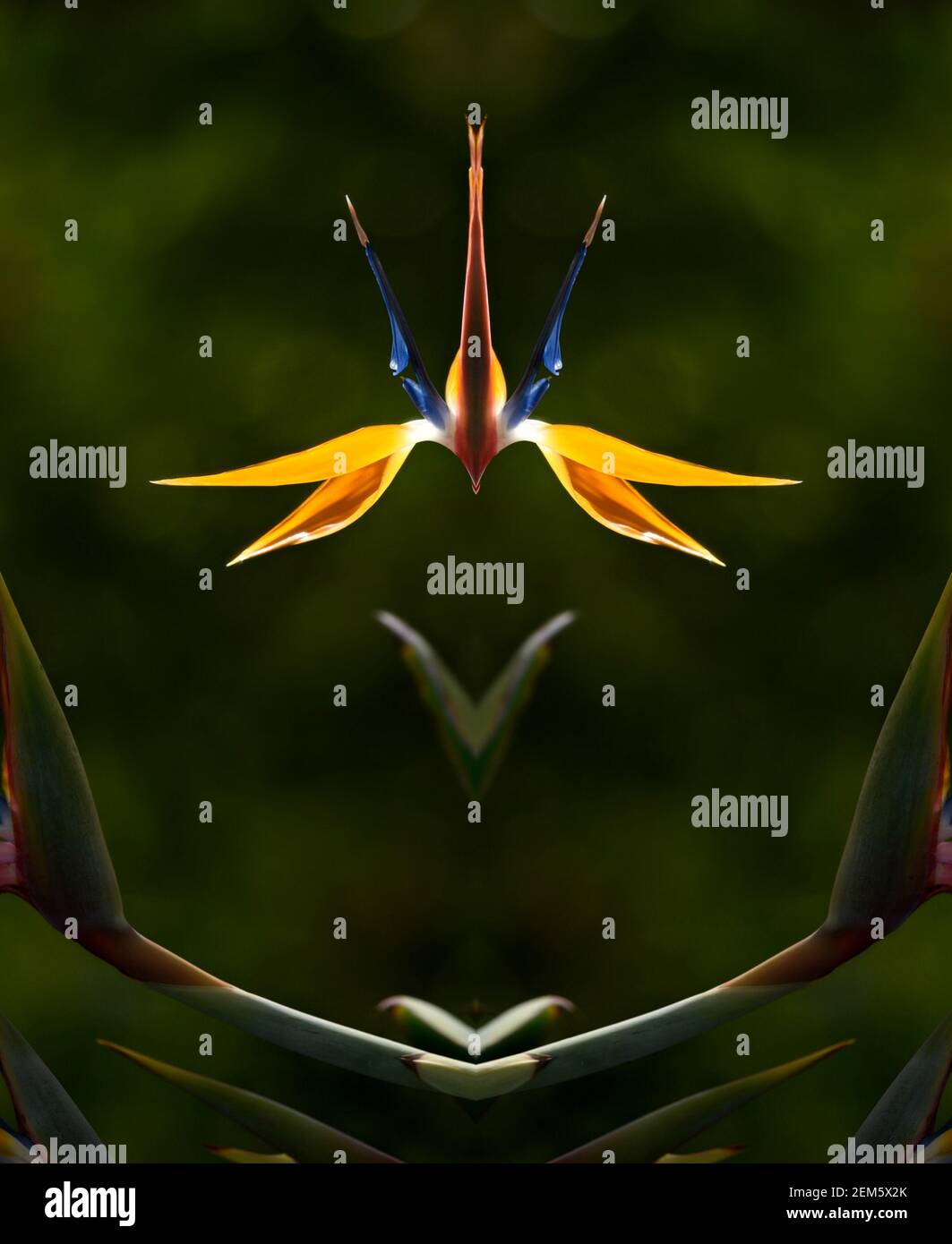 Strelitzia Reginae (Bird of Paradise) a perennial flowering plant with ...