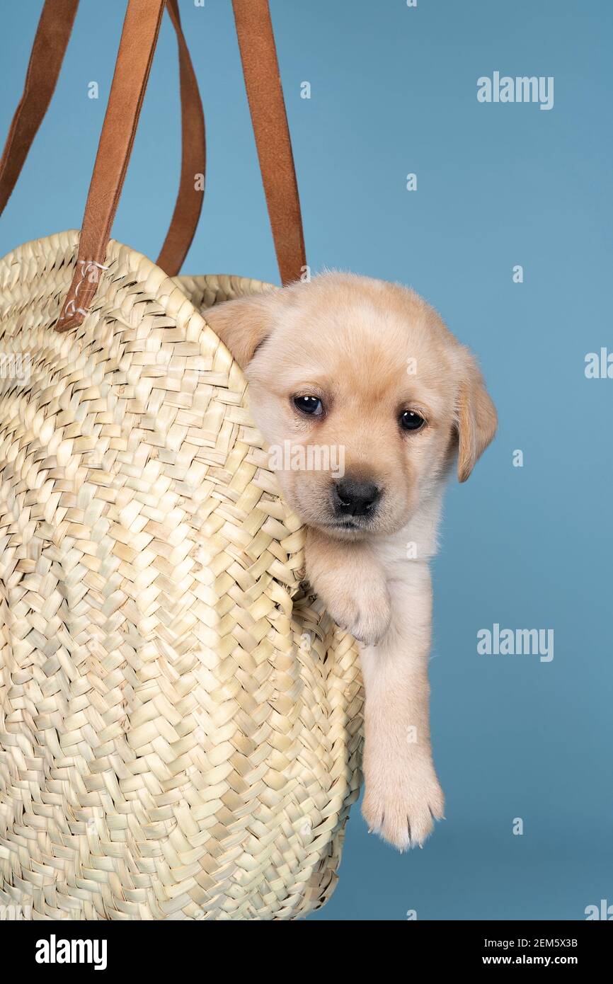 5 week old labrador puppy sitting in a wicker basked held by a human ...