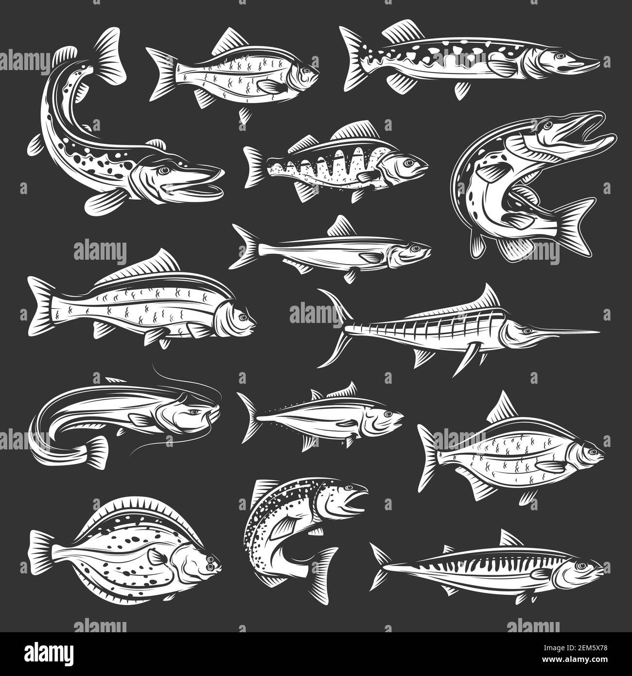 Vector salmon, carp and tuna, marlin, mackerel and perch, pike ...