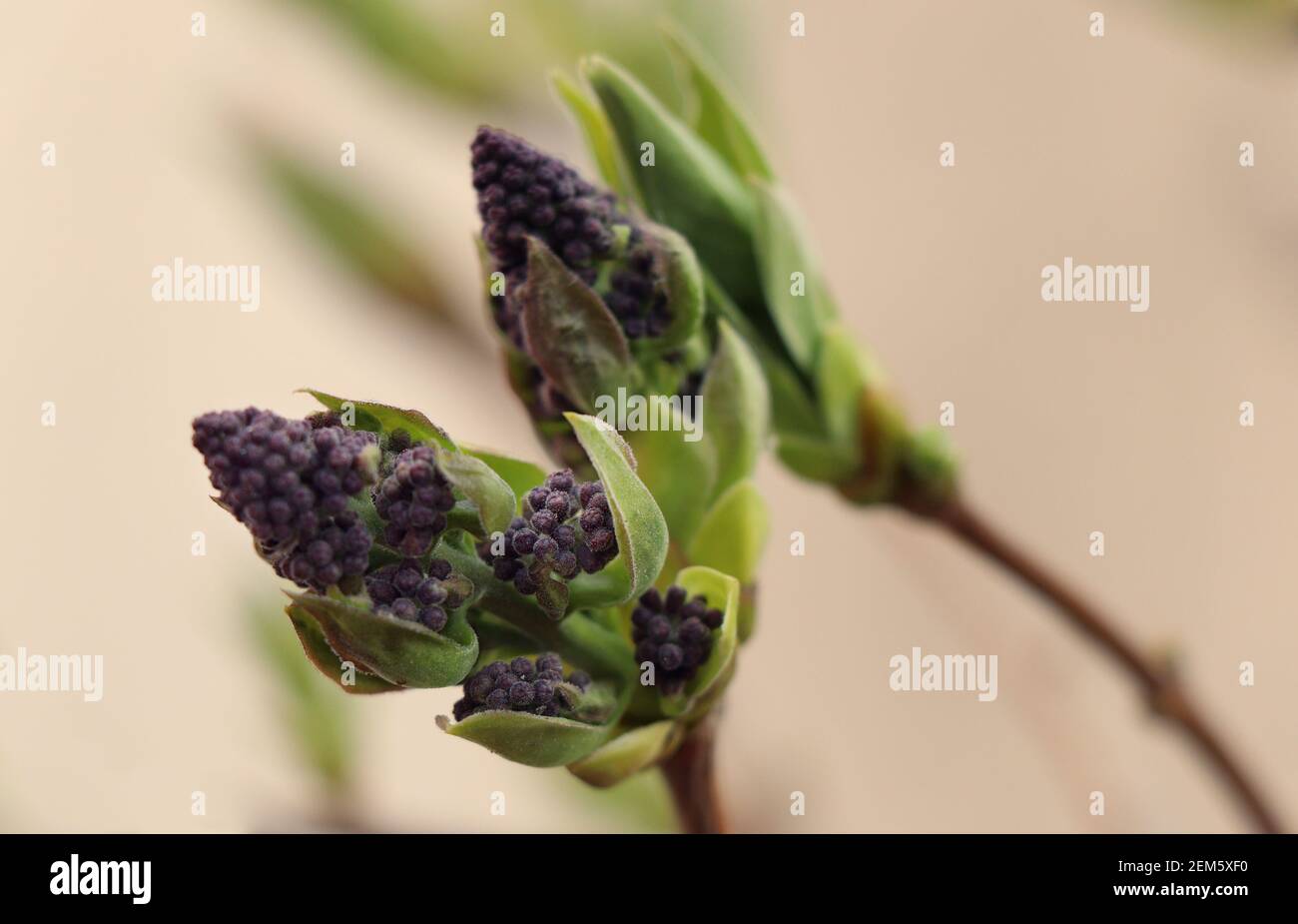 Syringa spring hi-res stock photography and images - Alamy