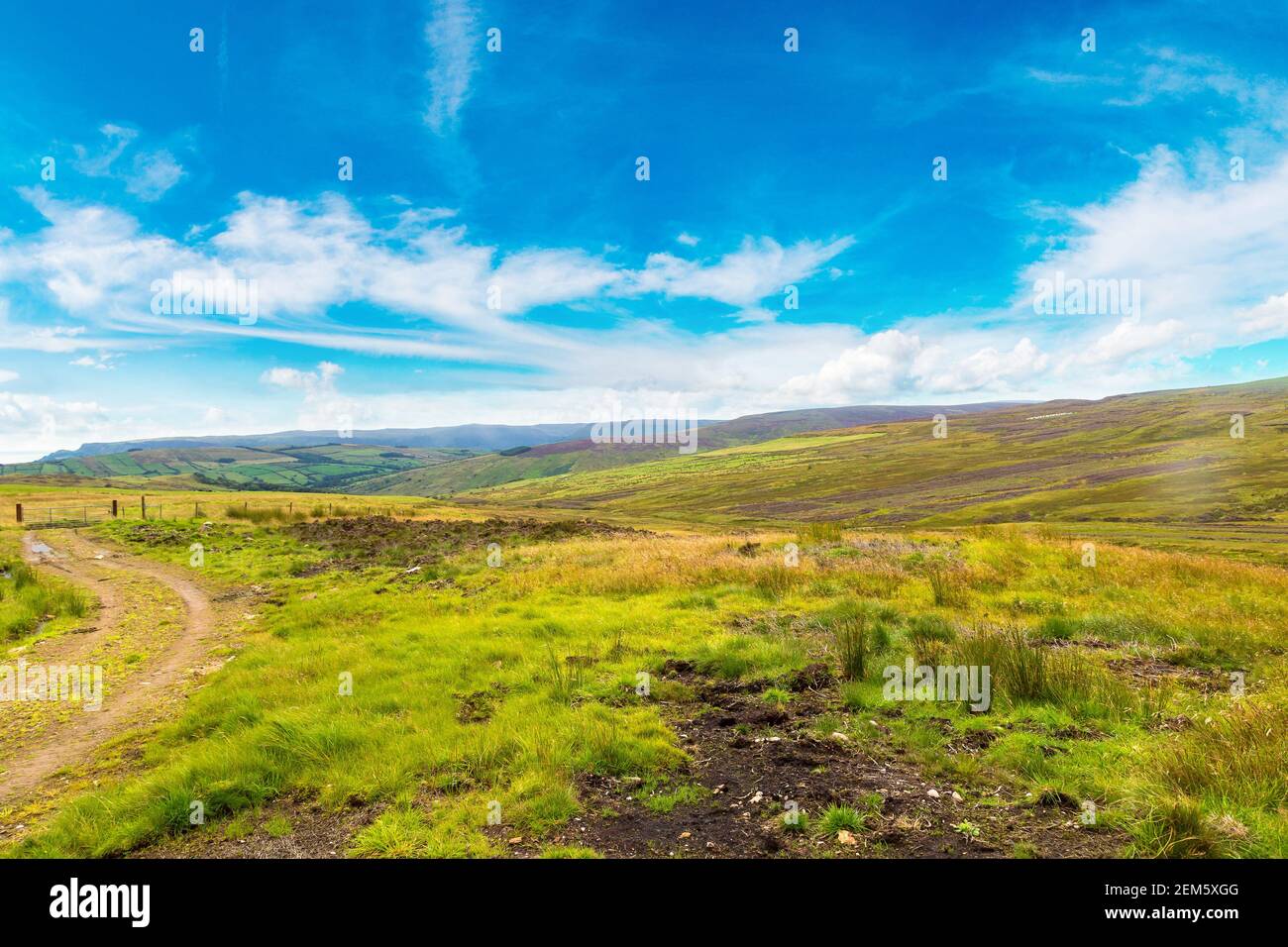 Fields of blooming heather in Scotland in a beautiful summer day Stock ...