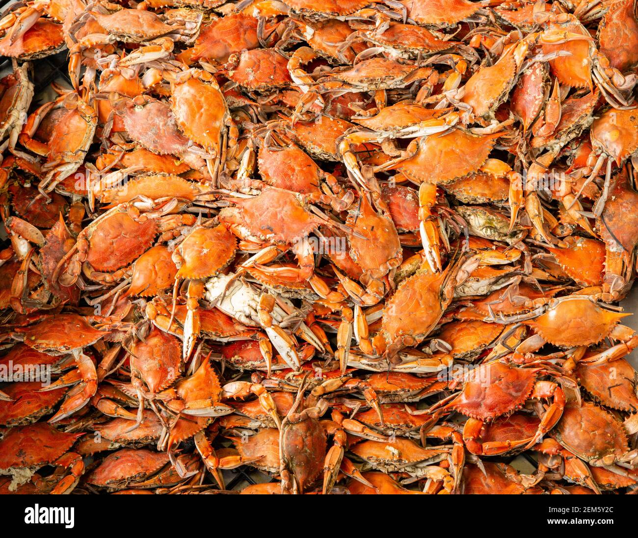 Callinectes sapidus shell hi-res stock photography and images - Alamy