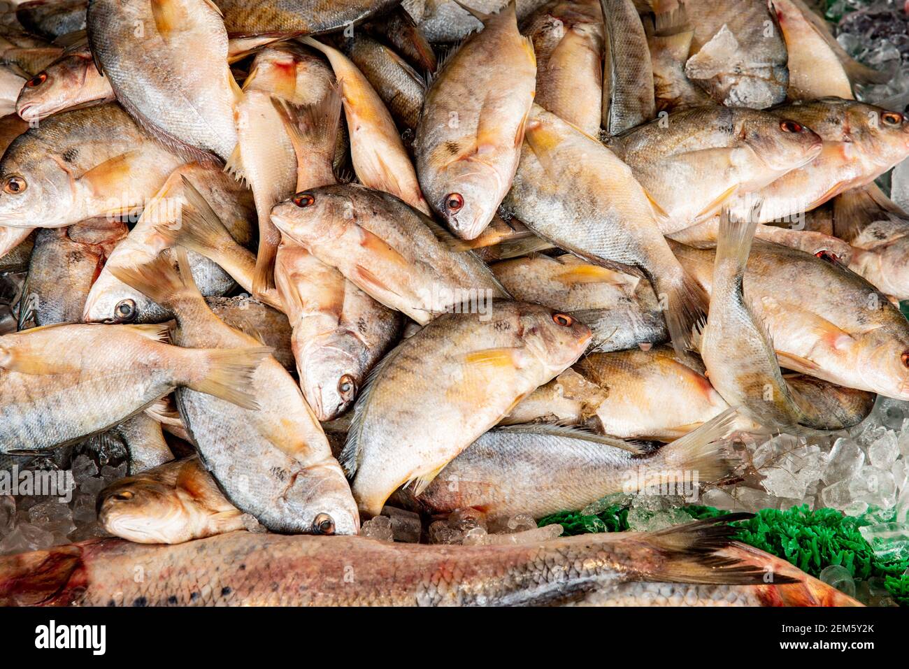 Fish on display. Fish Market, Washington DC Stock Photo - Alamy