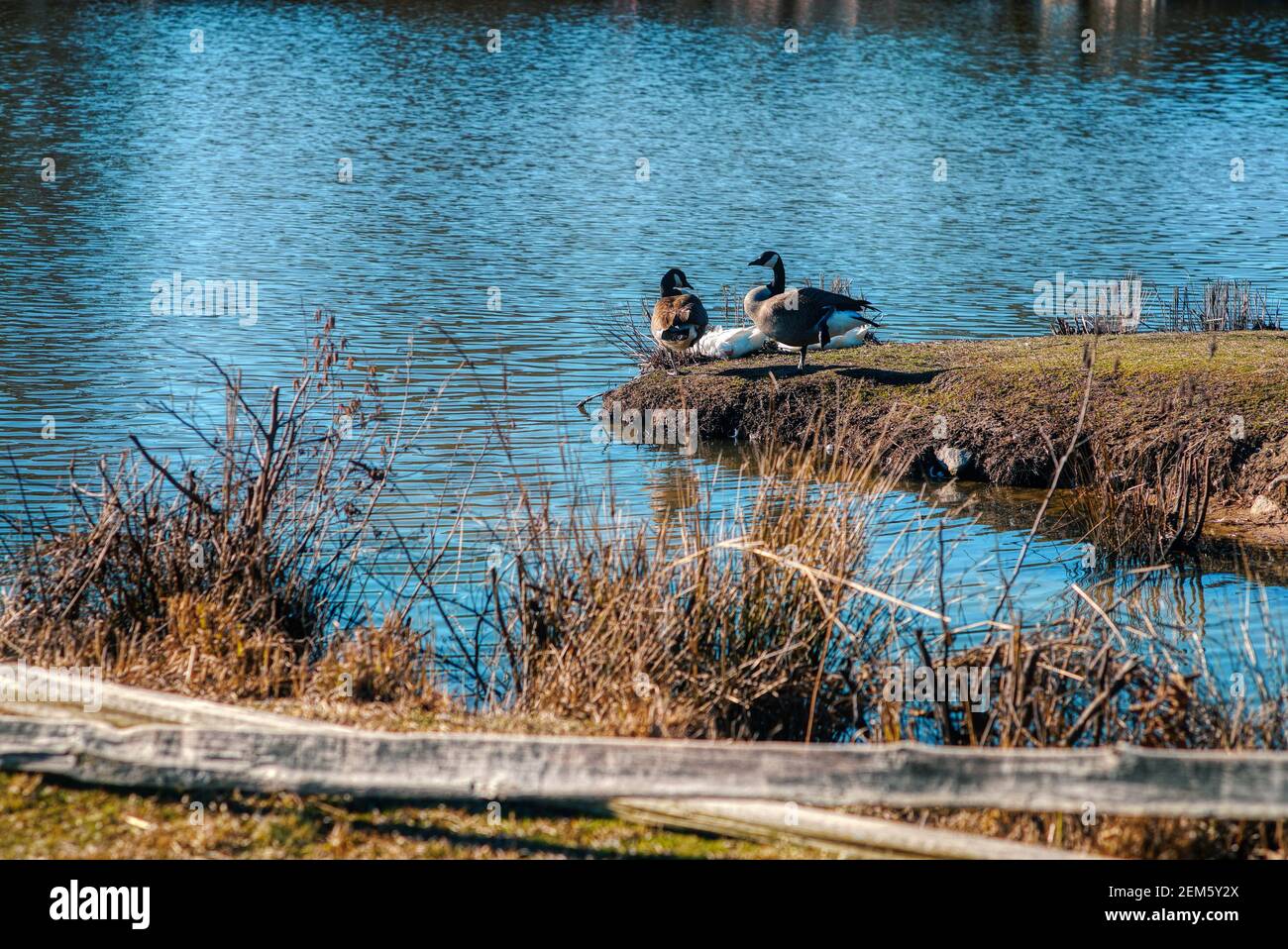 A blue duck pond landscape Stock Photo - Alamy