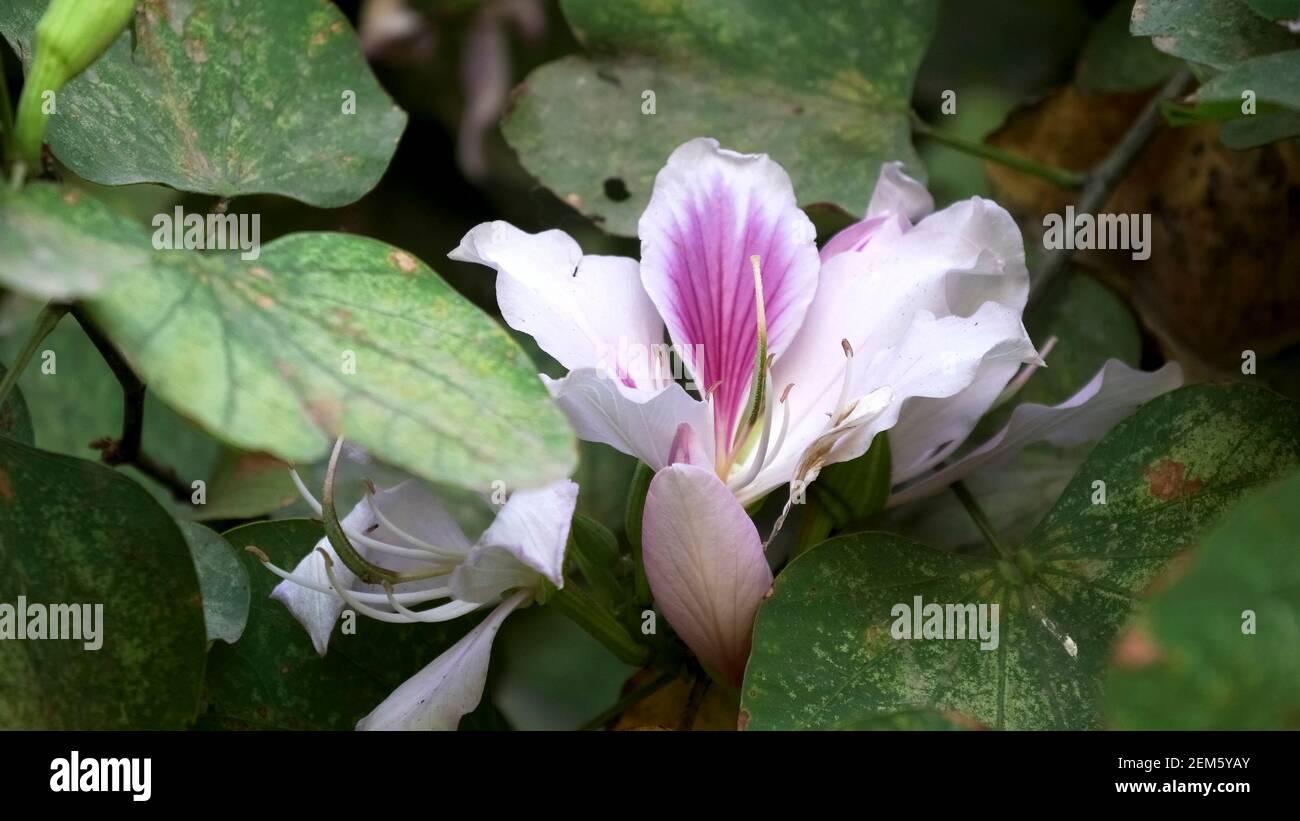 pretty pink orchid tree flower and foliage in a garden at jaipur, india ...