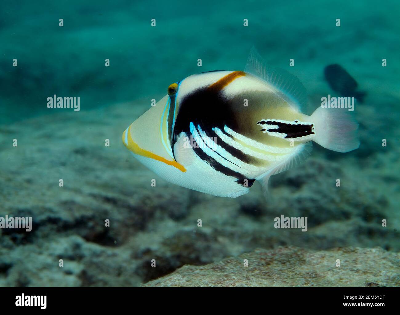 Triggerfish Teeth High Resolution Stock Photography and Images - Alamy
