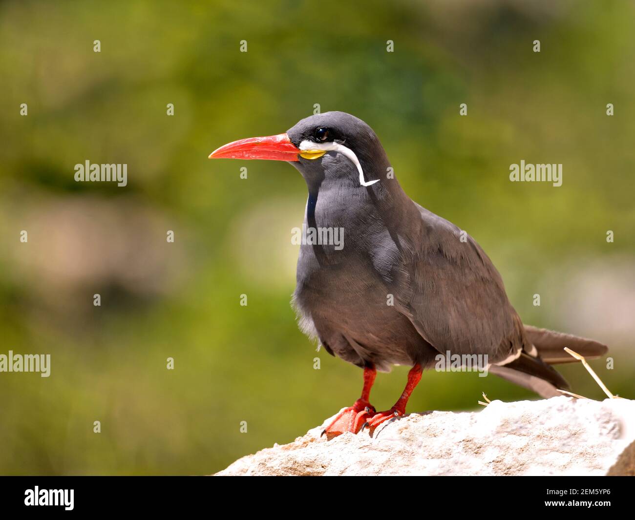 Closeup of Inca tern (Larosterna inca) on rock Stock Photo - Alamy