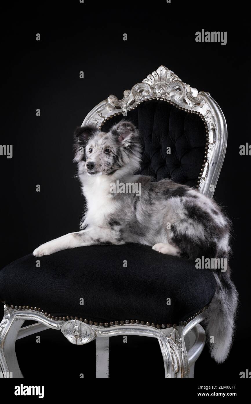 A Cute young shetland sheepdog puppy sitting on a baroque chair against ...