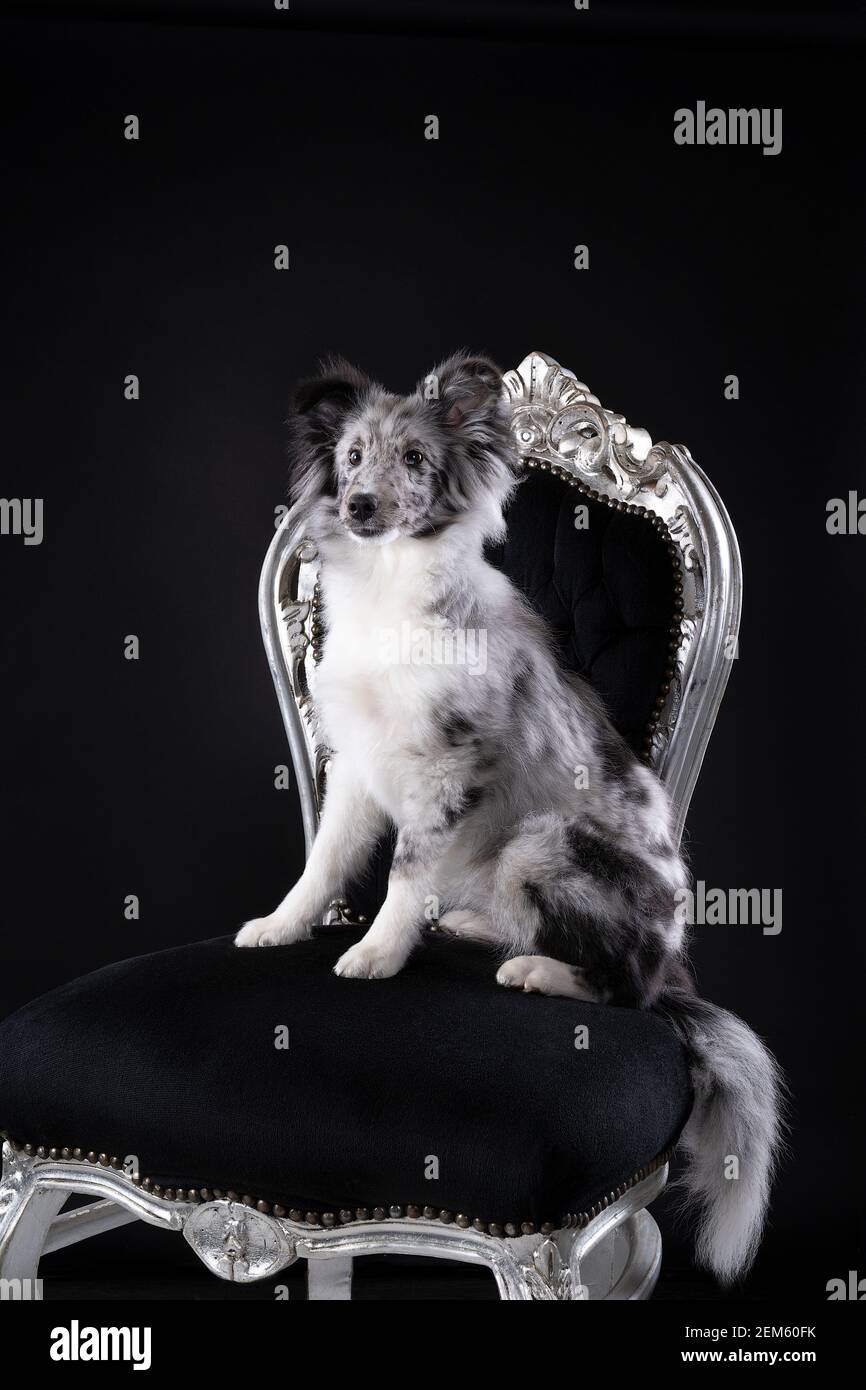 A Cute young shetland sheepdog puppy sitting on a baroque chair against ...