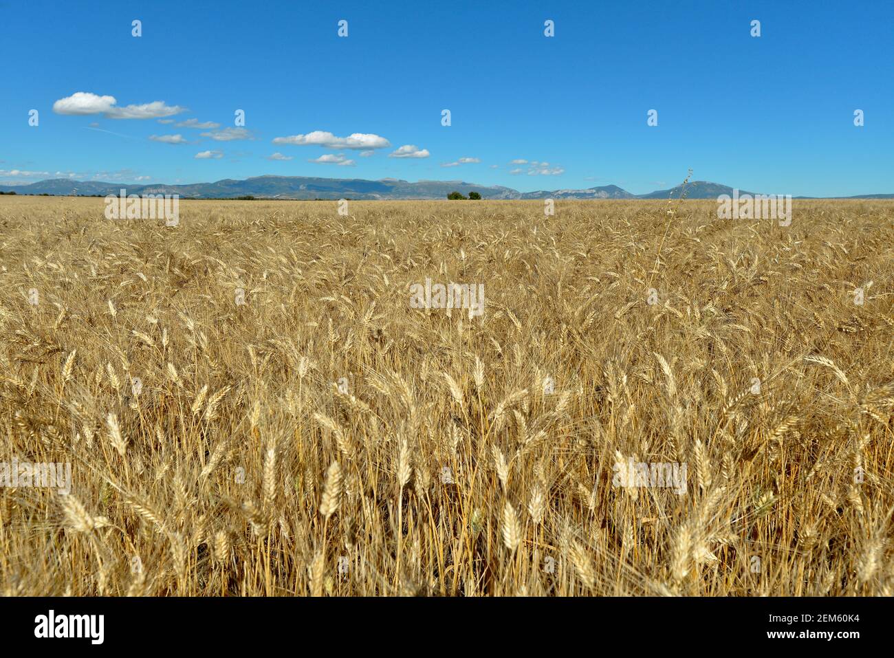 Wheat field on the plateau of Valensole in France Stock Photo - Alamy