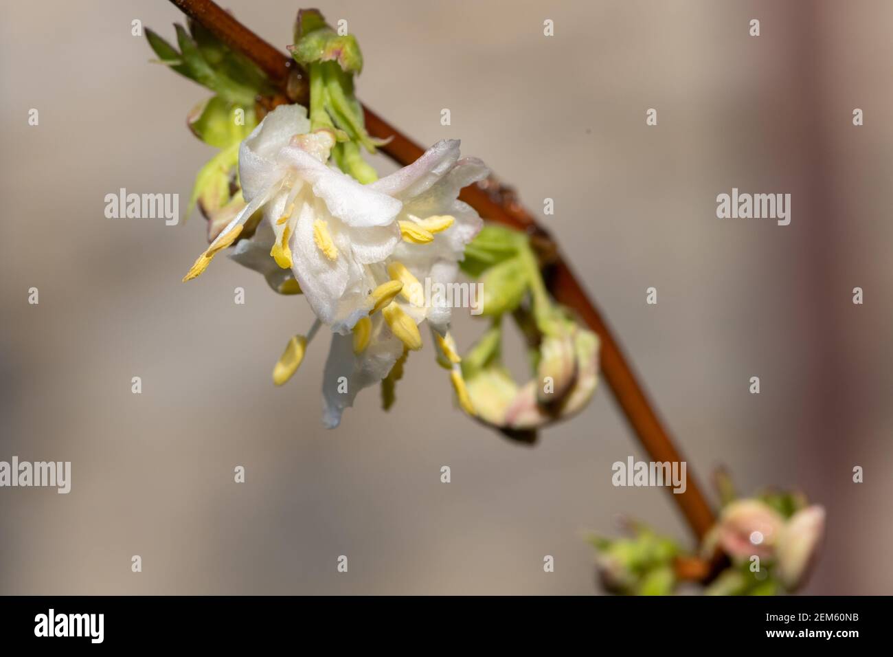 Lonicera x purpusii ‘winter beauty hi-res stock photography and images ...