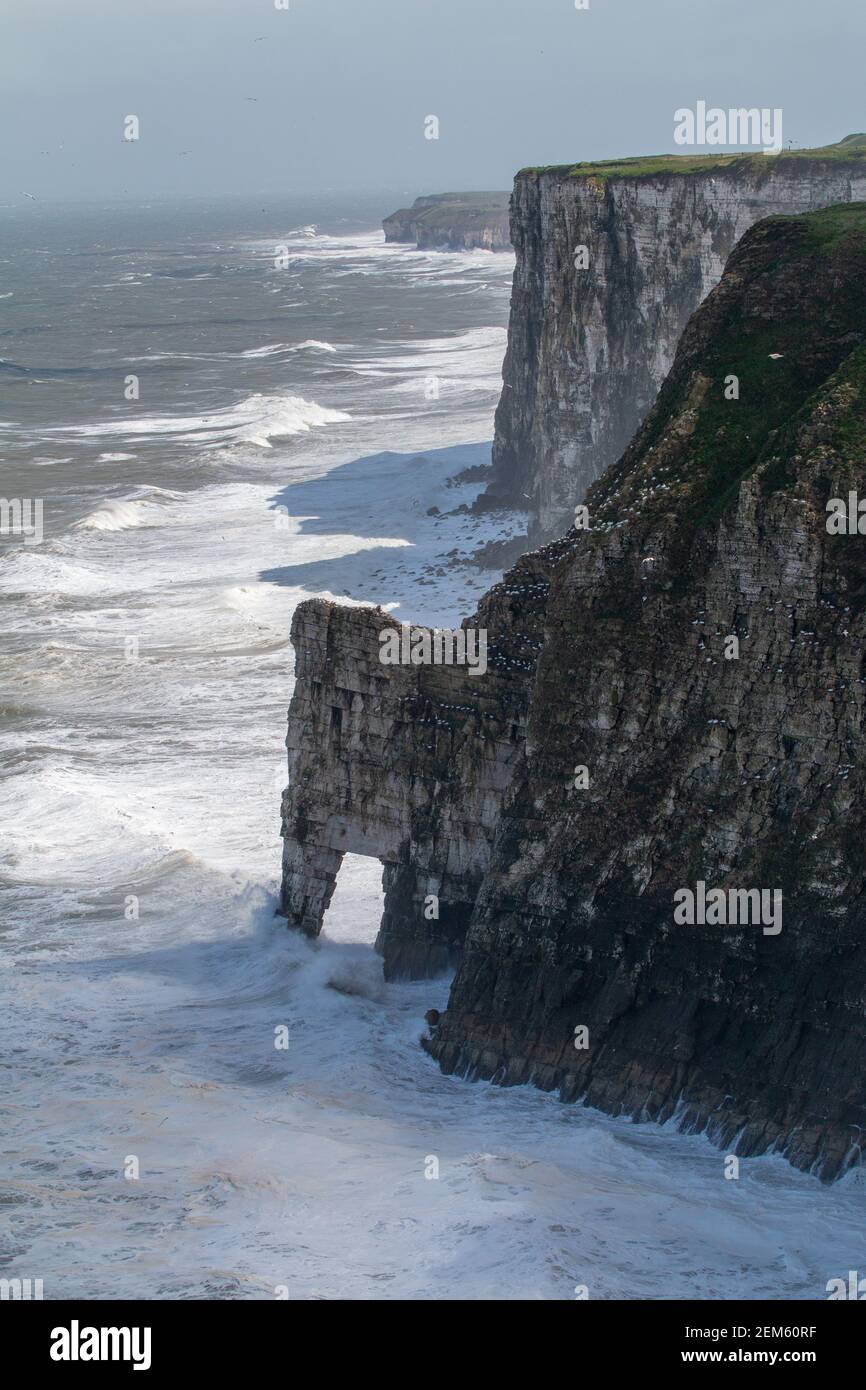 View of the cliffs at Bempton Cliffs in North Yorkshire Stock Photo - Alamy
