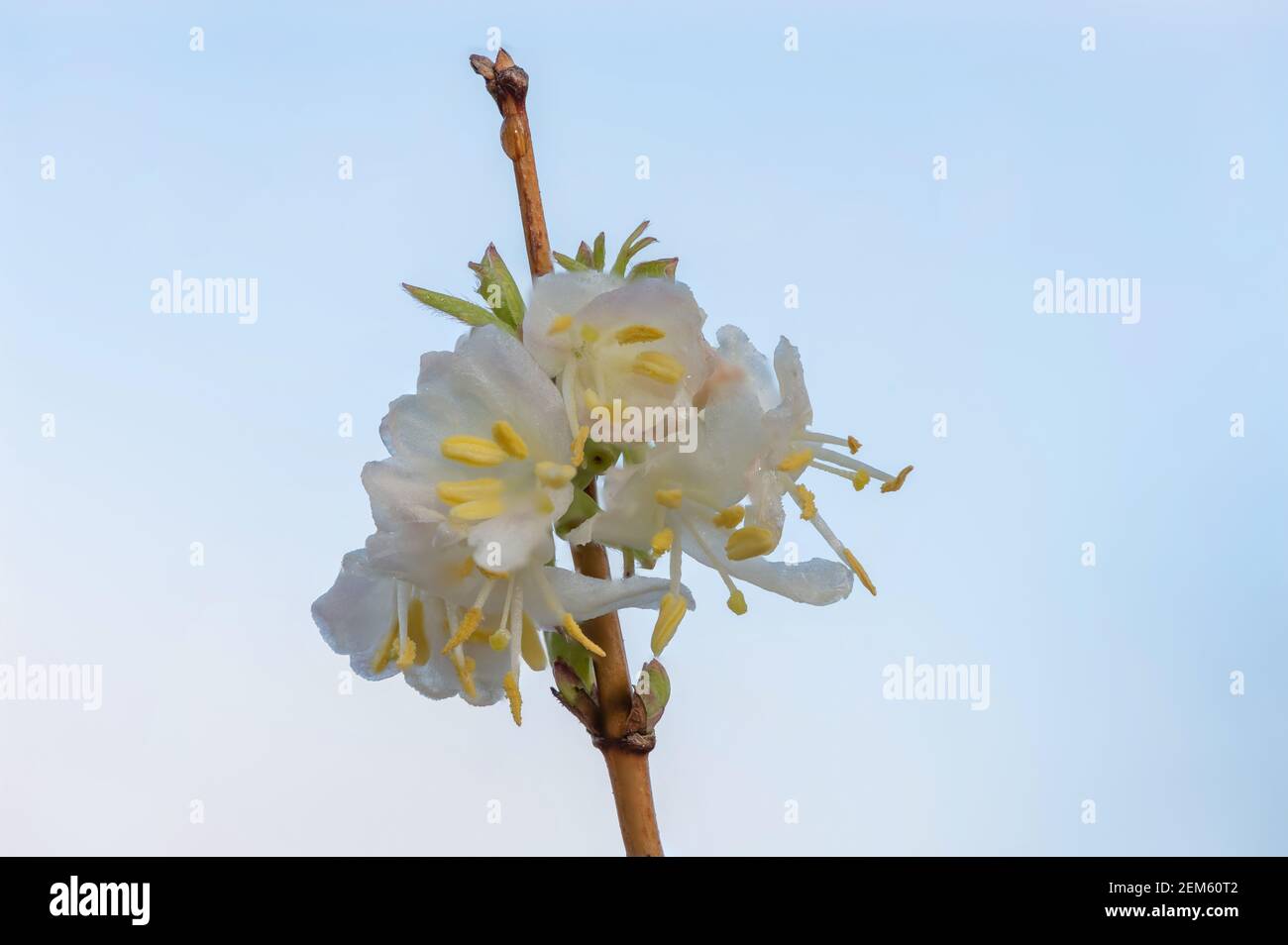 Lonicera purpusii flowering hi-res stock photography and images - Alamy