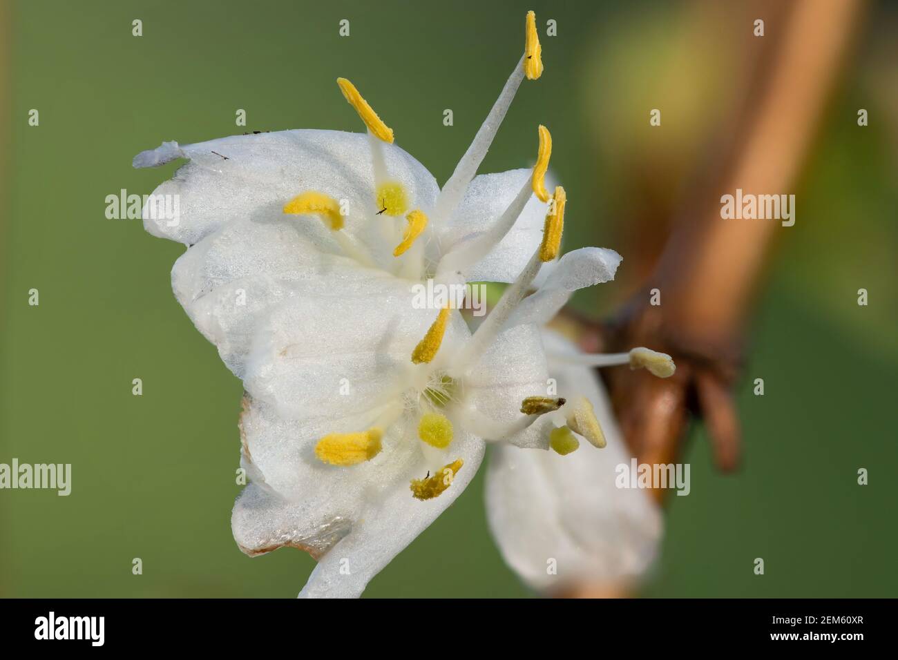 Macro shot of purpus honeysuckle (lonicera x purpusii) flowers Stock ...