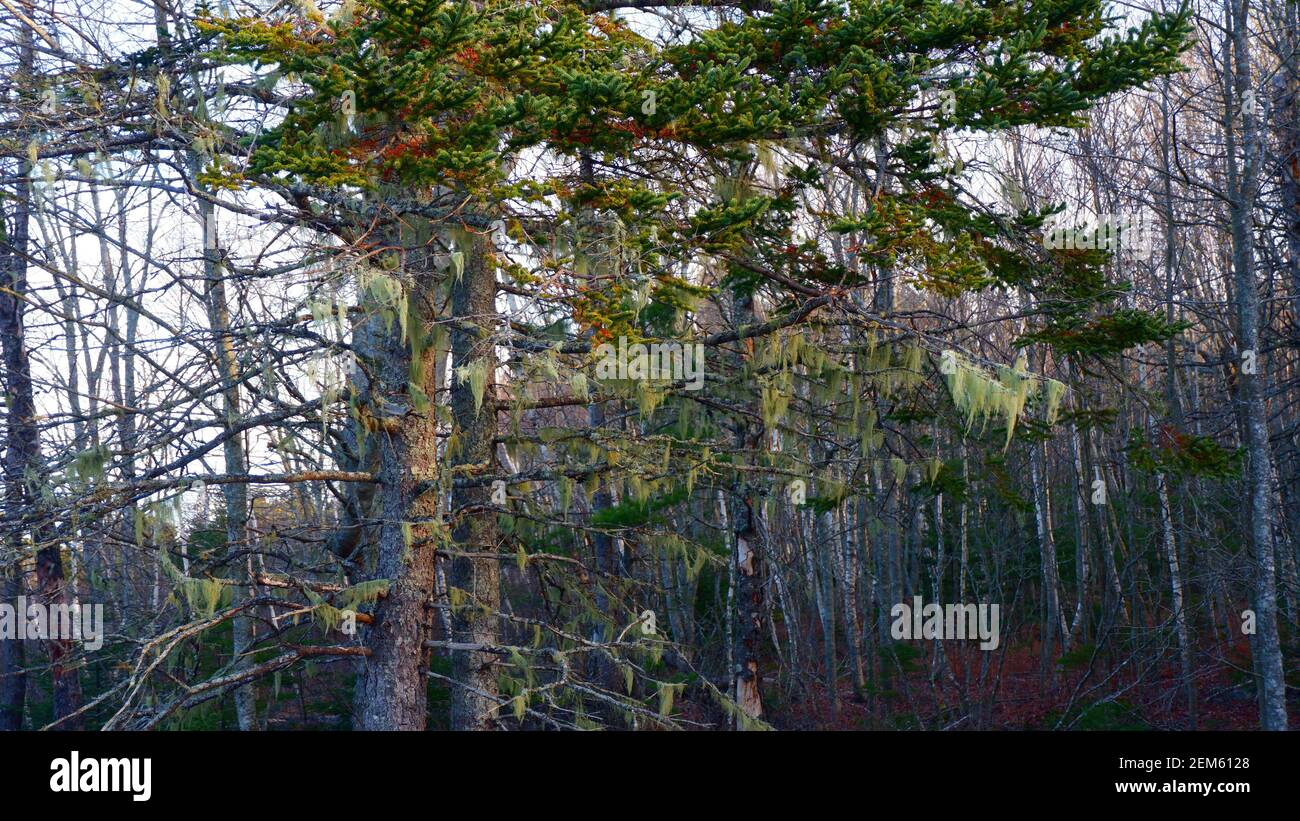 Temperate coniferous forest canada hi-res stock photography and images ...