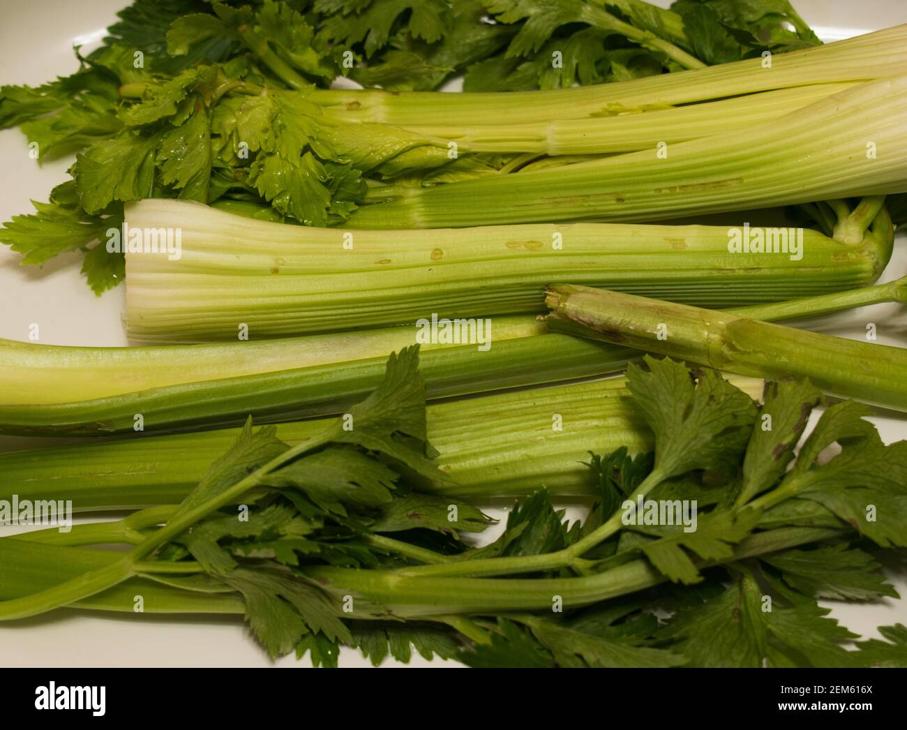 Fresh herbs isolated on white background. Celery stalk and parsley ...