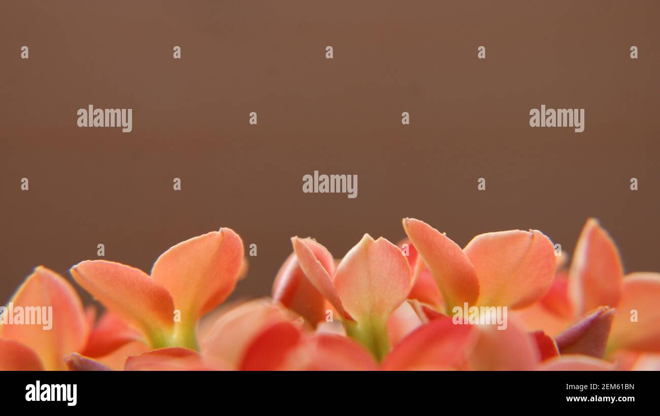 Kalanchoe kalanchoe blossfeldiana blossom hi-res stock photography and ...