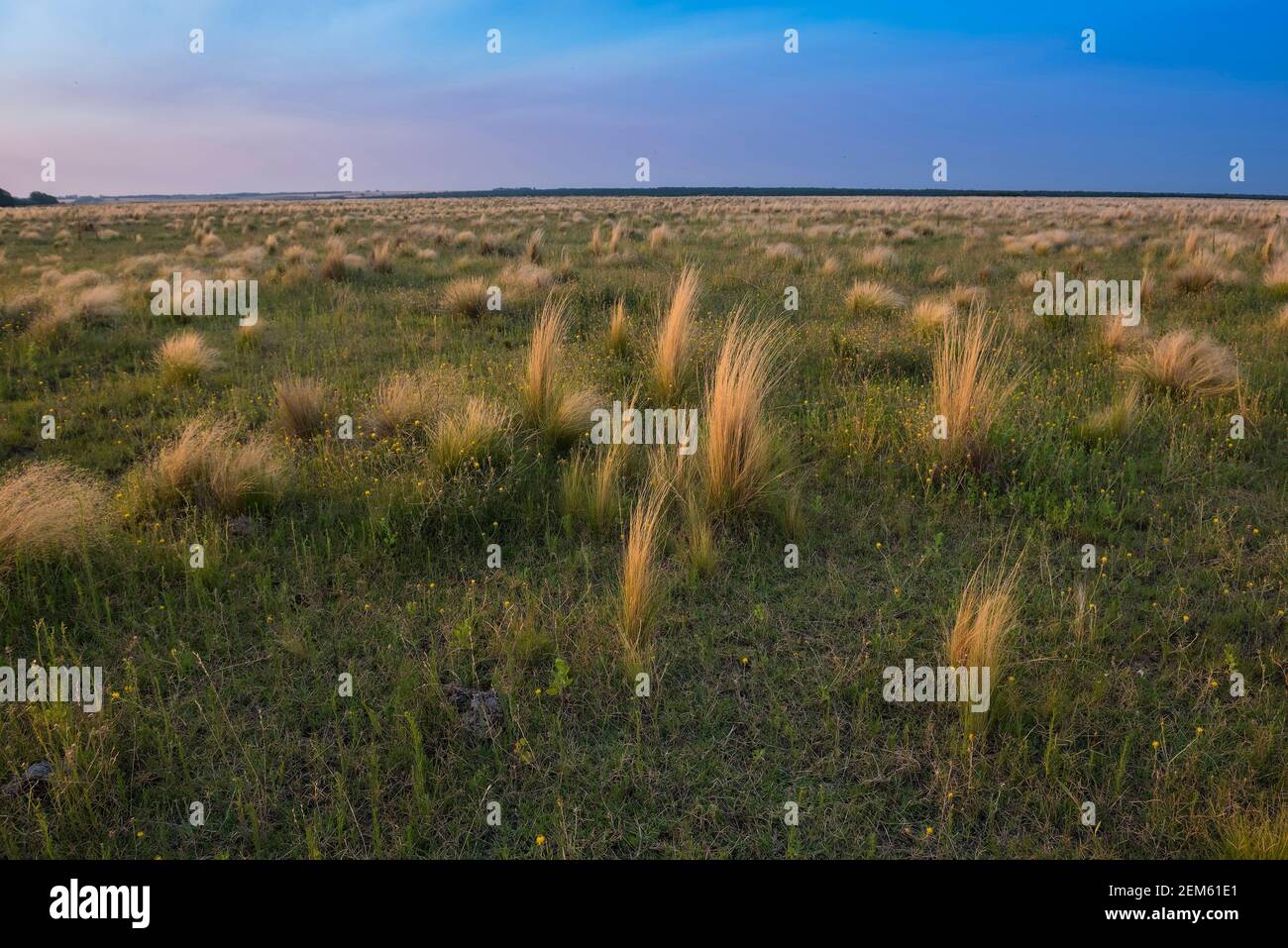 Pampas grass environment in Pampas plain, La Pampa province, Patagonia ...
