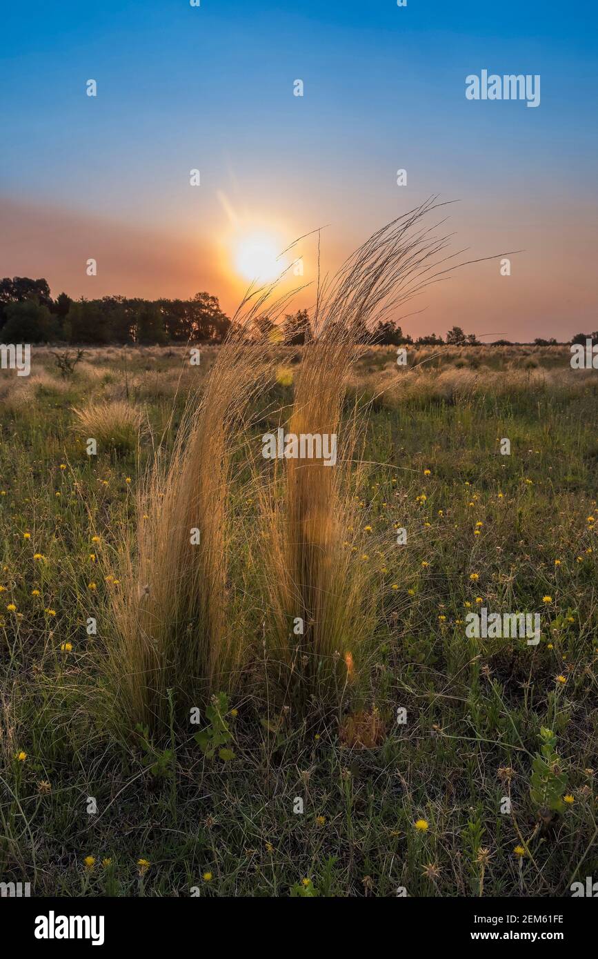 Pampas grass environment in Pampas plain, La Pampa province, Patagonia ...