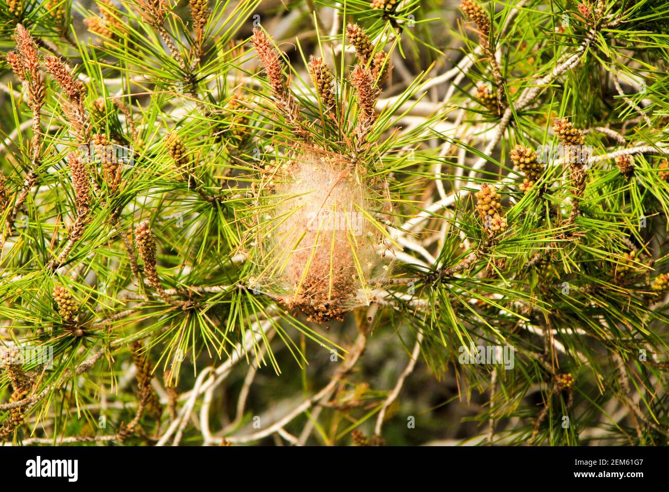 Processionary caterpillar nest on pine tree hi-res stock photography ...