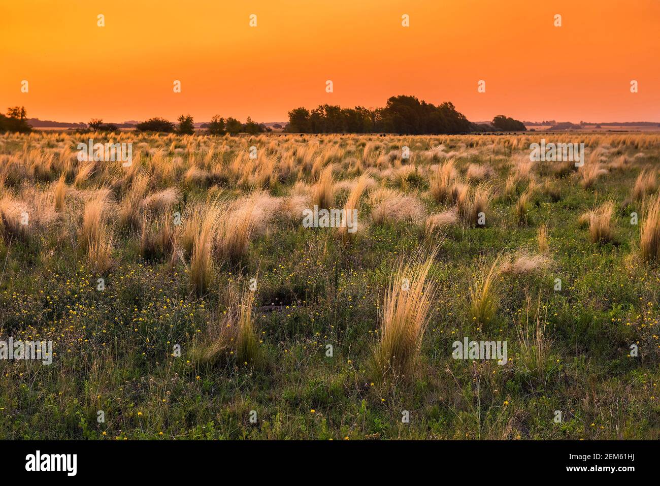 Pampas grass environment in Pampas plain, La Pampa province, Patagonia ...