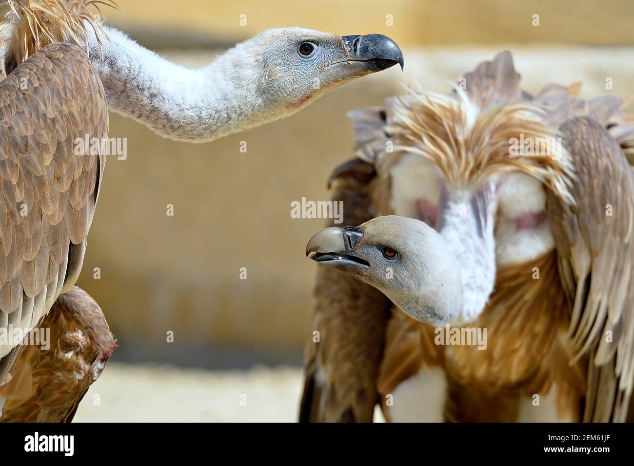 Vultures beak hi-res stock photography and images - Alamy