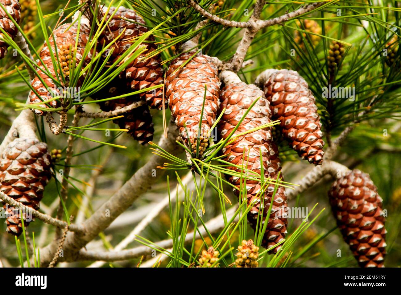 Pinus Halepensis in the mountain under the sun in Alicante, Spain Stock ...