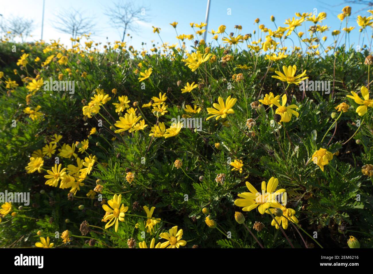 Yellow bush daisy euryops pectinatus hi-res stock photography and ...