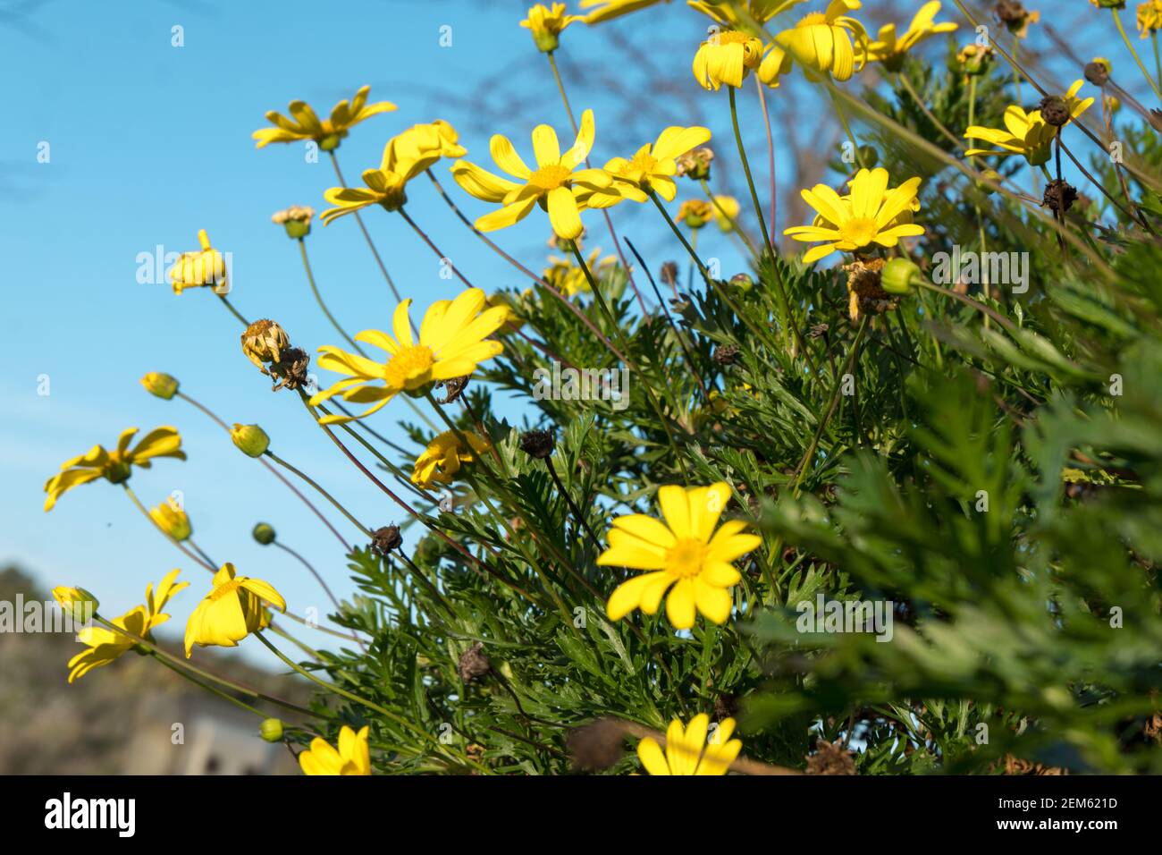 Yellow bush daisy euryops pectinatus hi-res stock photography and ...