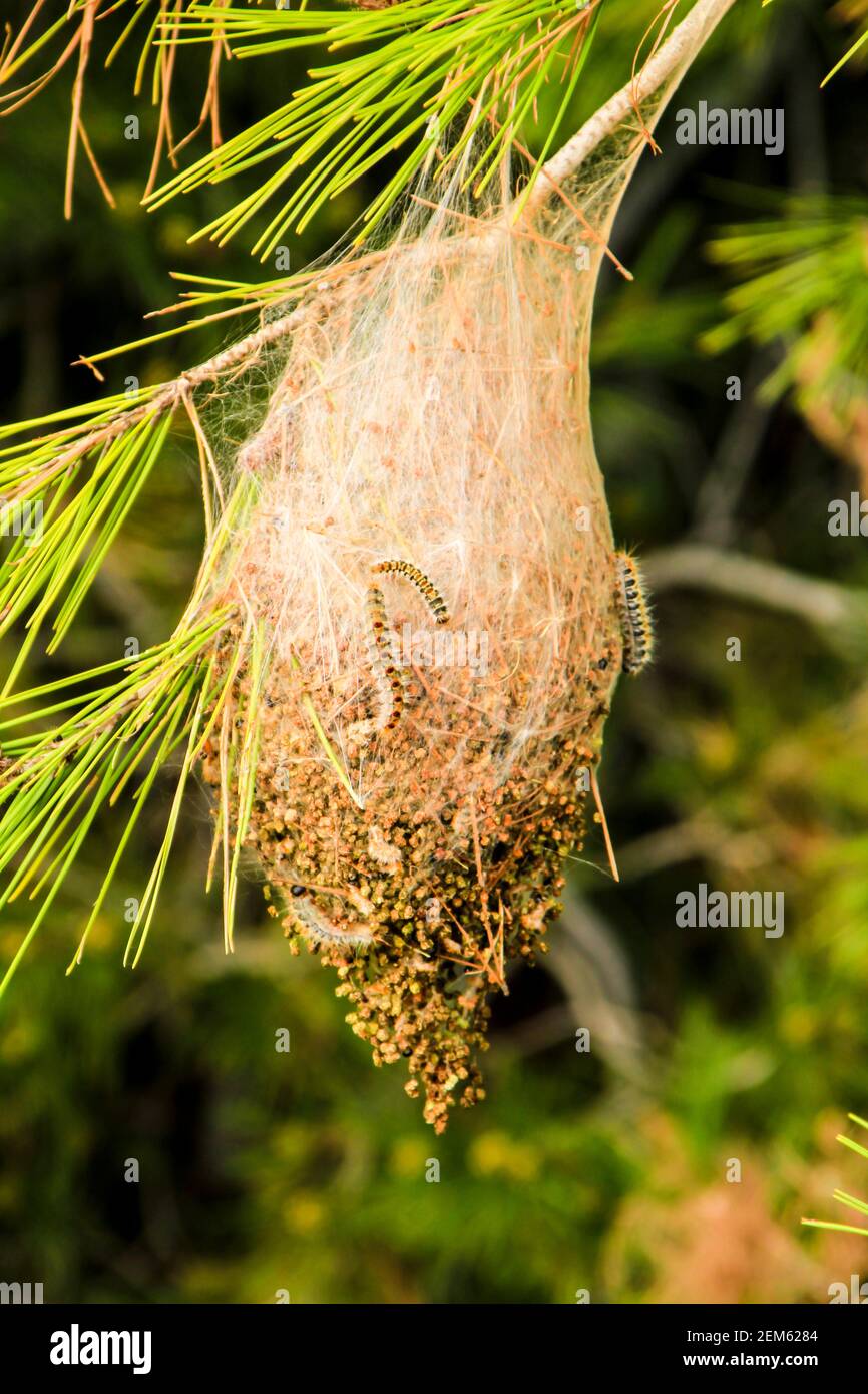 Processsionary worms on nest on a pine tree in spring Stock Photo - Alamy