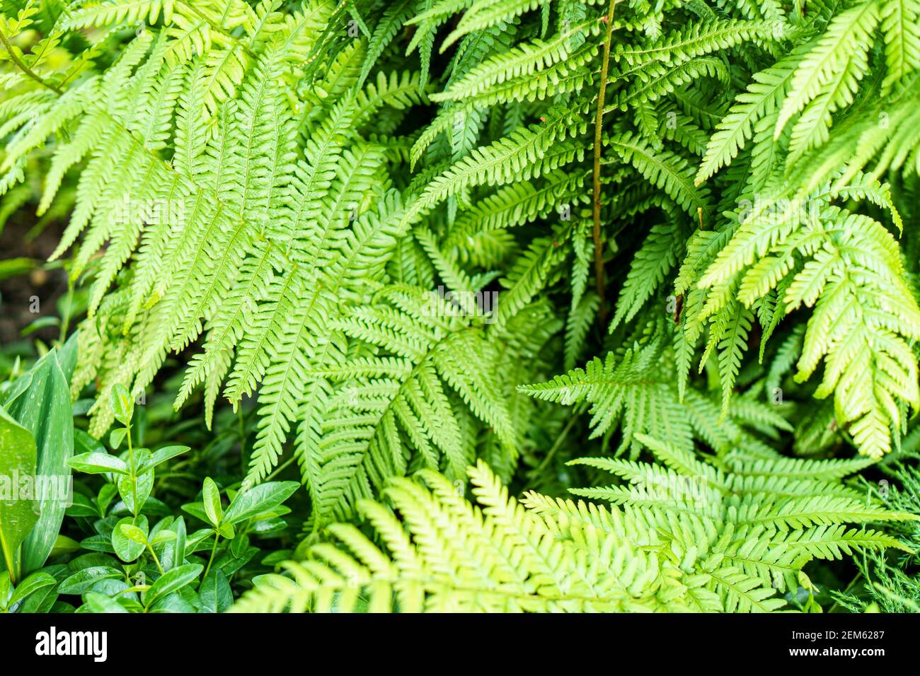 Ladder tree forest rainforest hi-res stock photography and images - Alamy