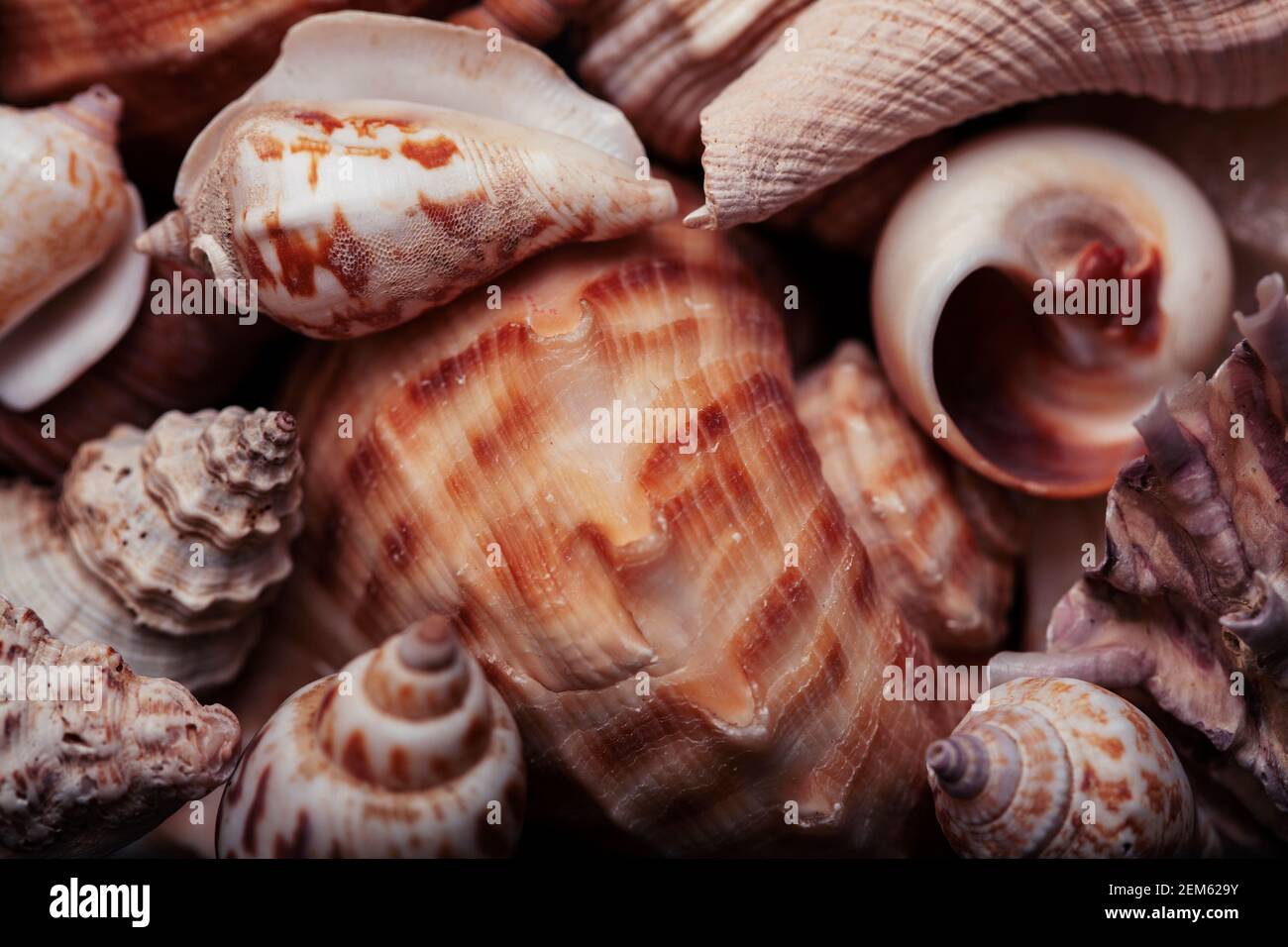 a lot of different empty sea shells on yellow background, macro details ...