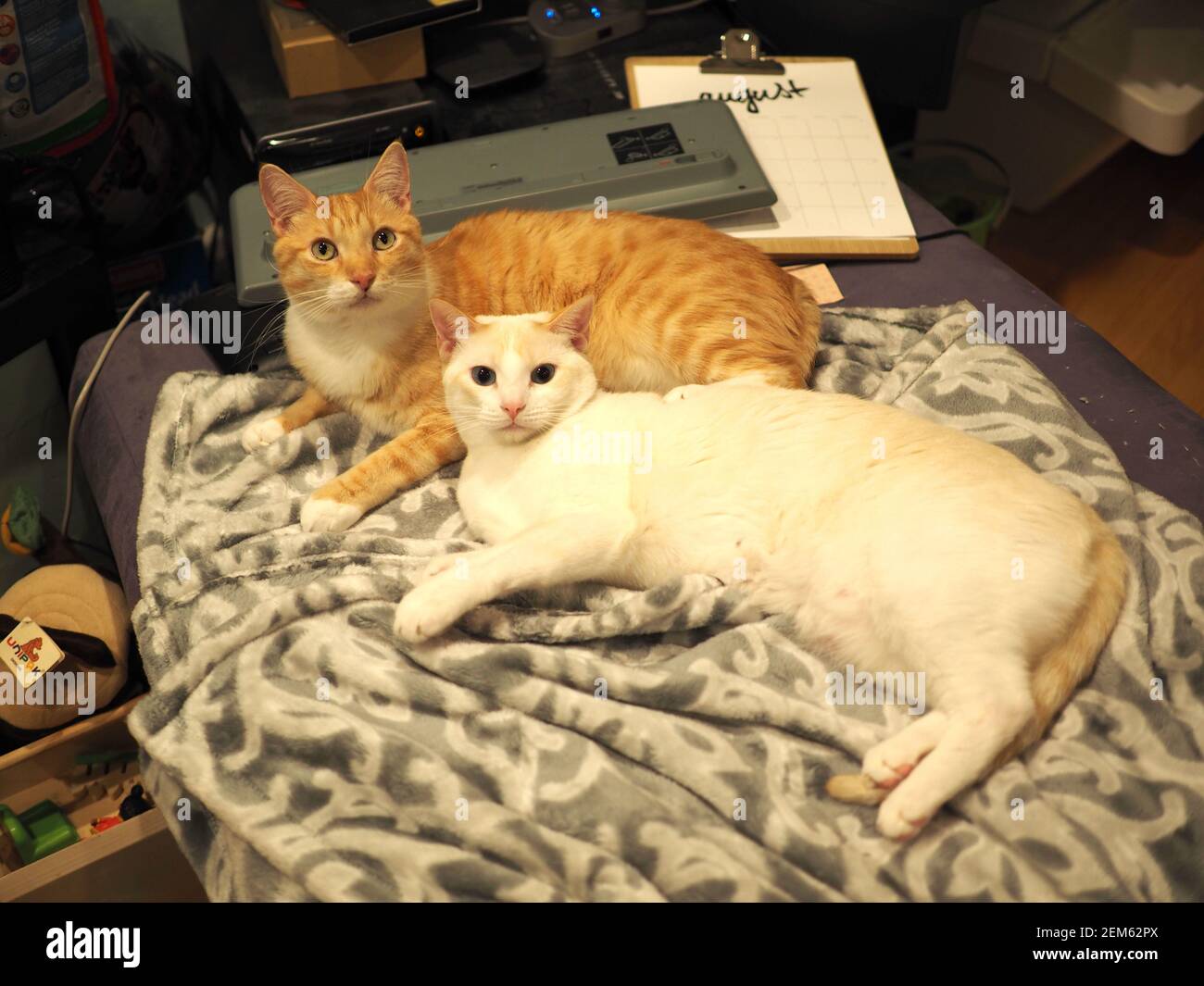 Mika the orange tabby with Mitzie the flamepoint Siamese cat Stock ...