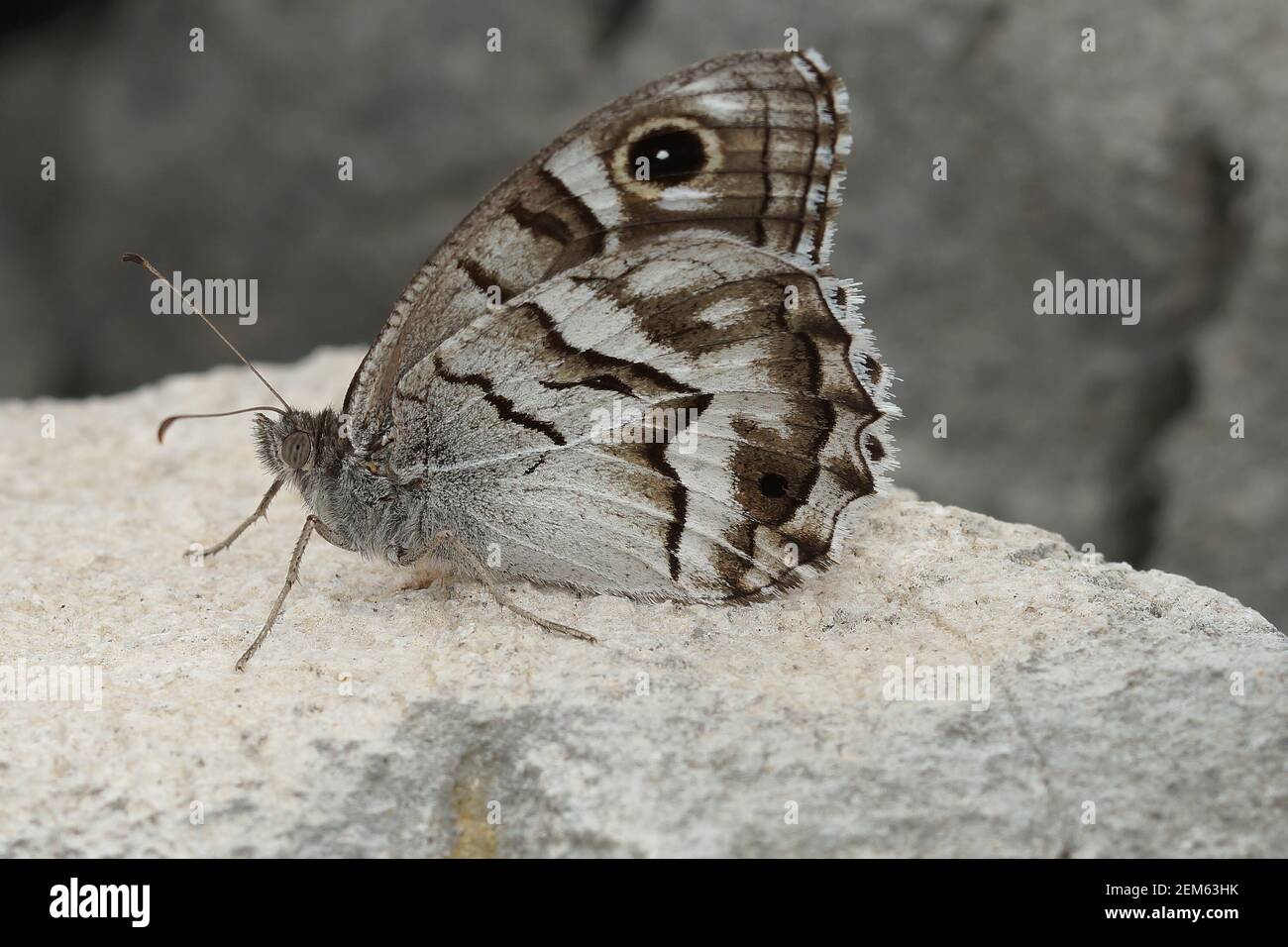 Closeup of the Striped Grayling , Hipparchia fidia , posing on a stone ...