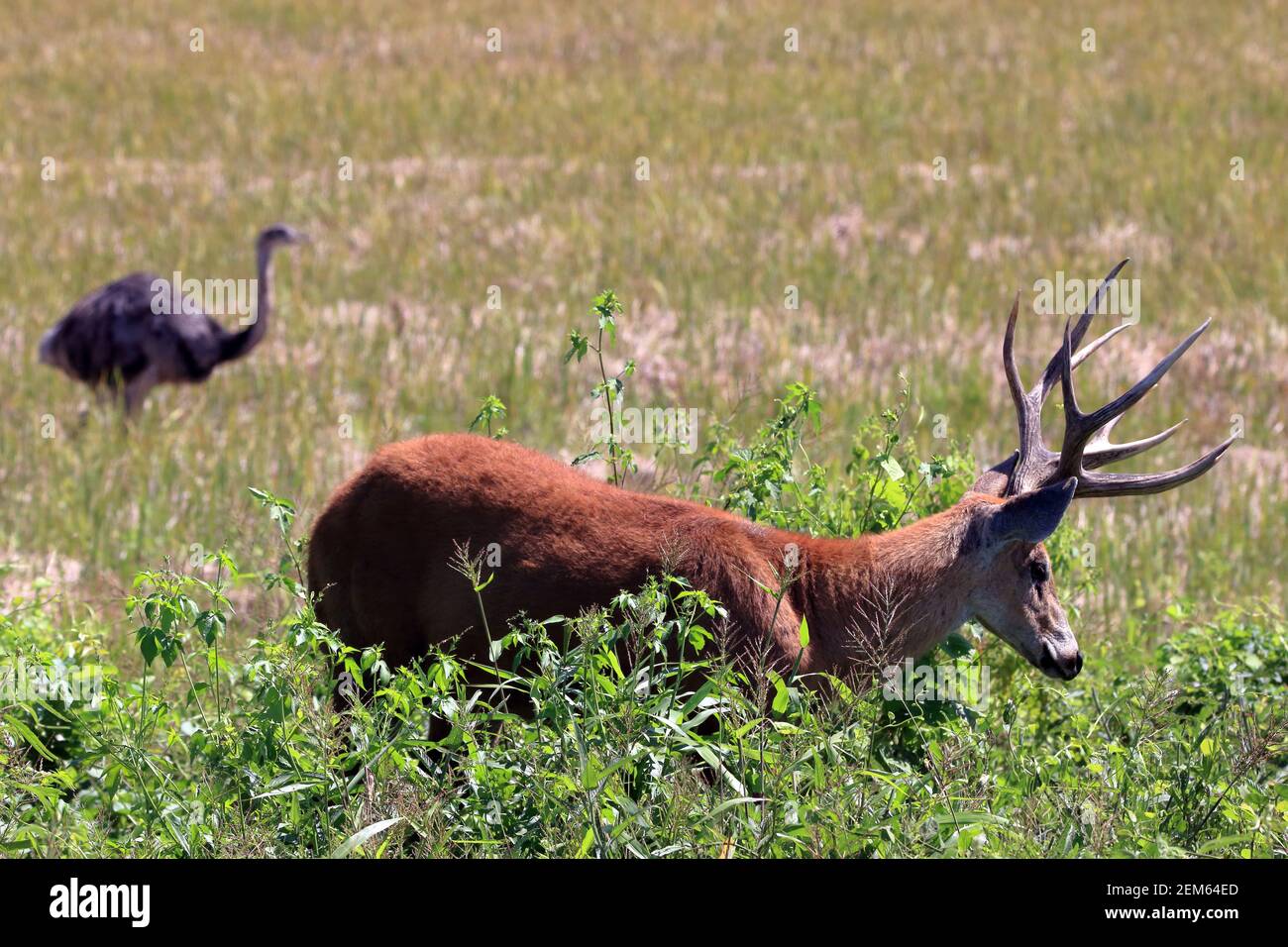 Miranda hart and miranda hi-res stock photography and images - Alamy