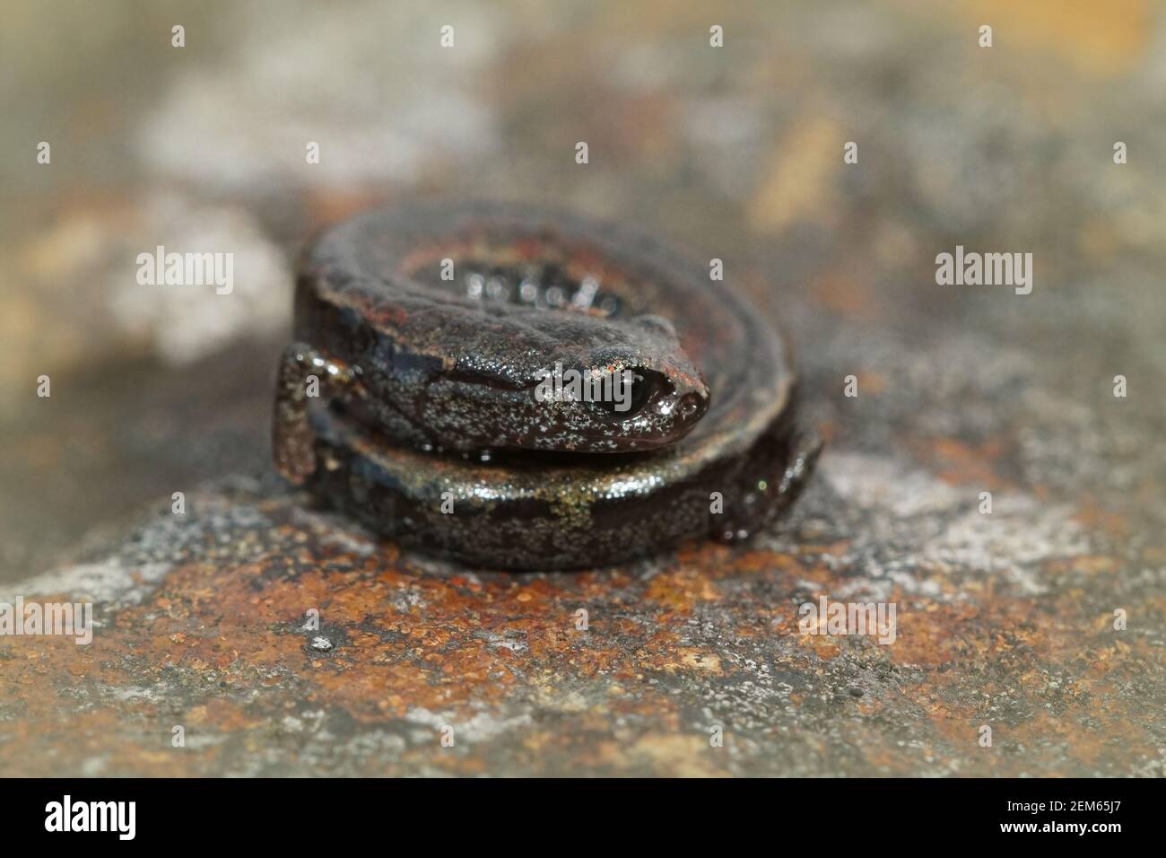 Wormsalamanders hi-res stock photography and images - Alamy