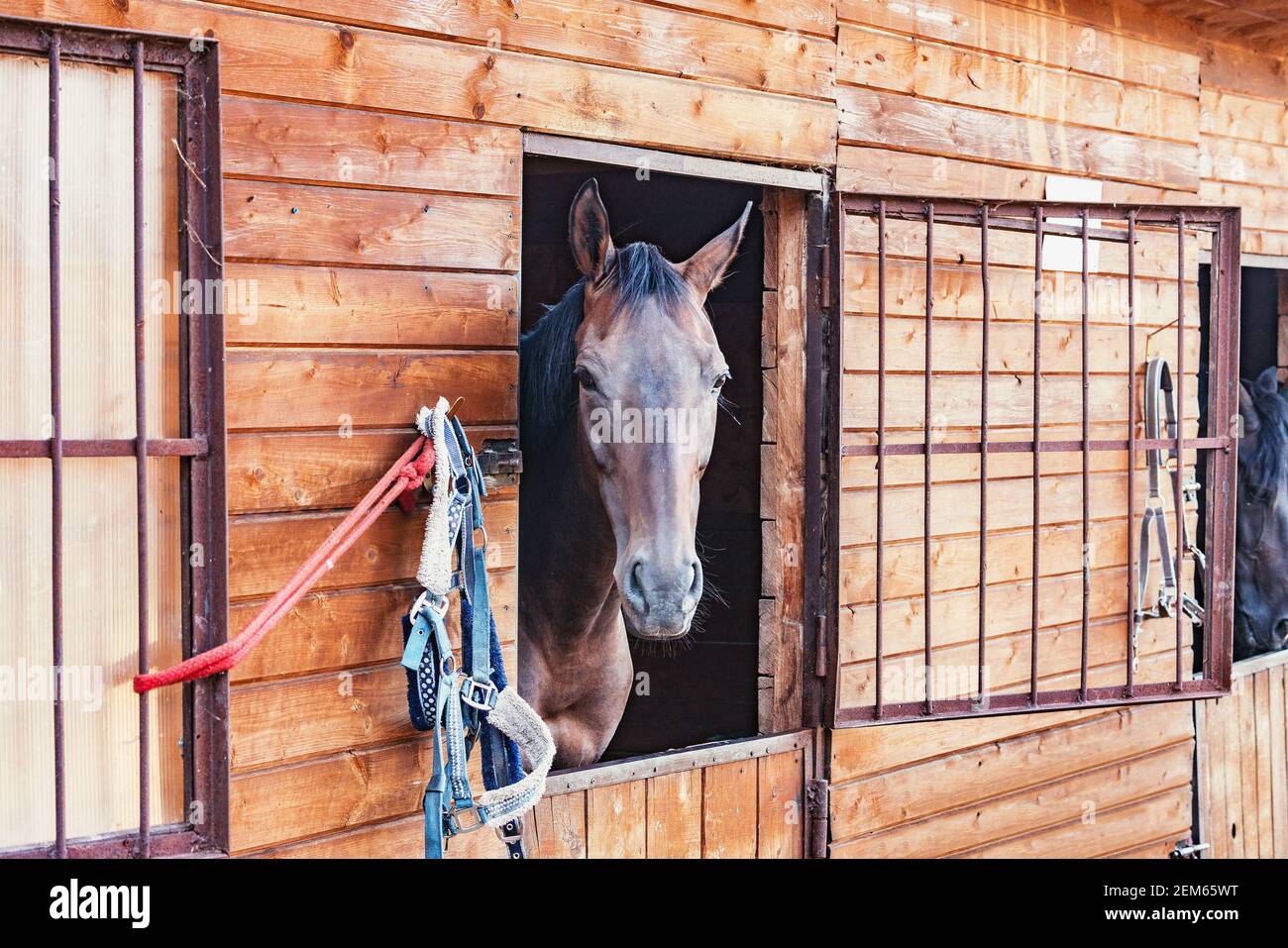 Head of the horse in the private stable Stock Photo - Alamy