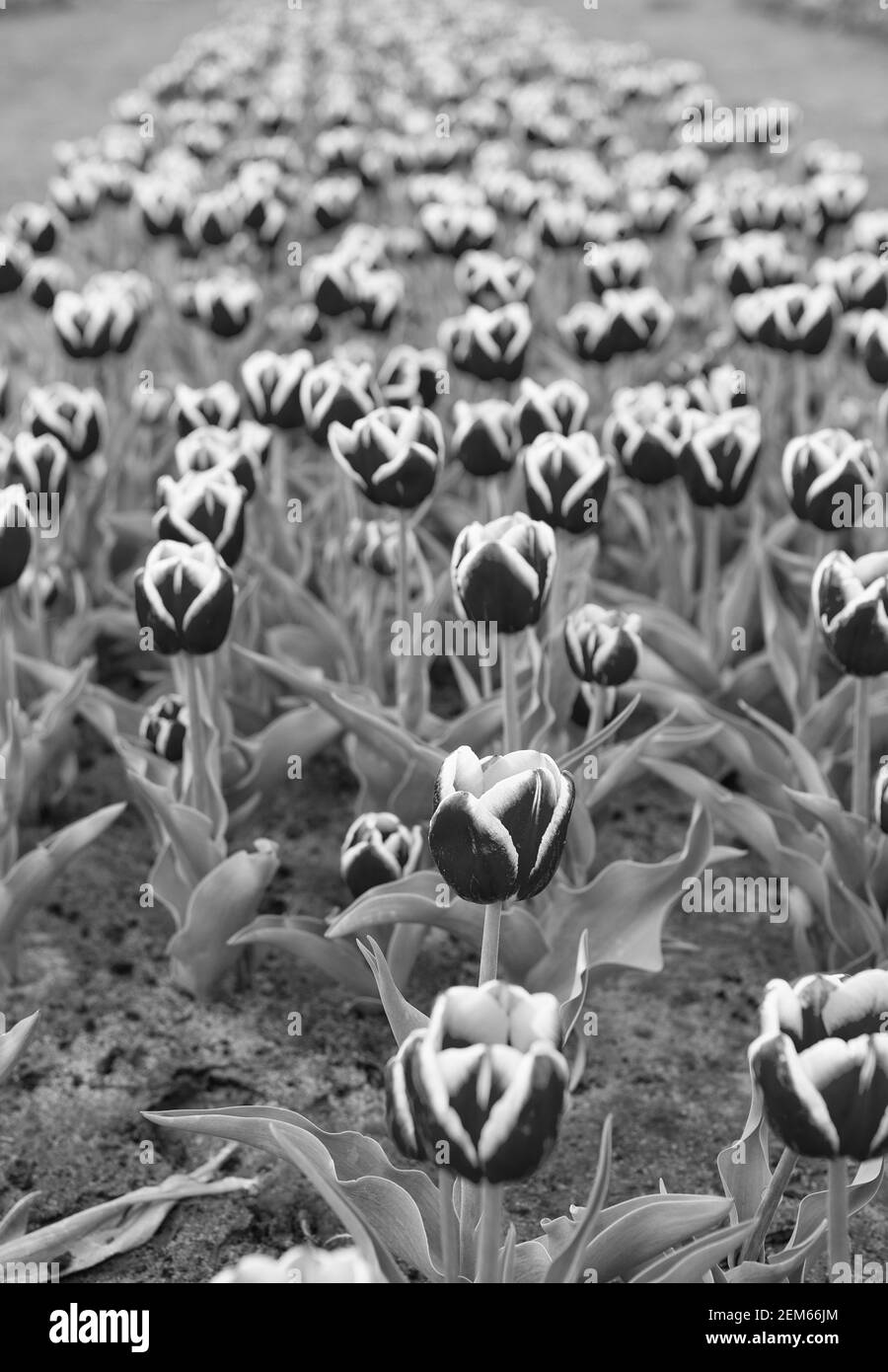 Red flowers in gardens Black and White Stock Photos & Images - Alamy