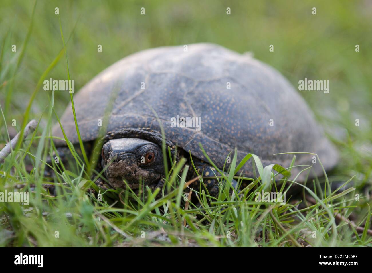 Turtle crawling in the grass hi-res stock photography and images - Alamy