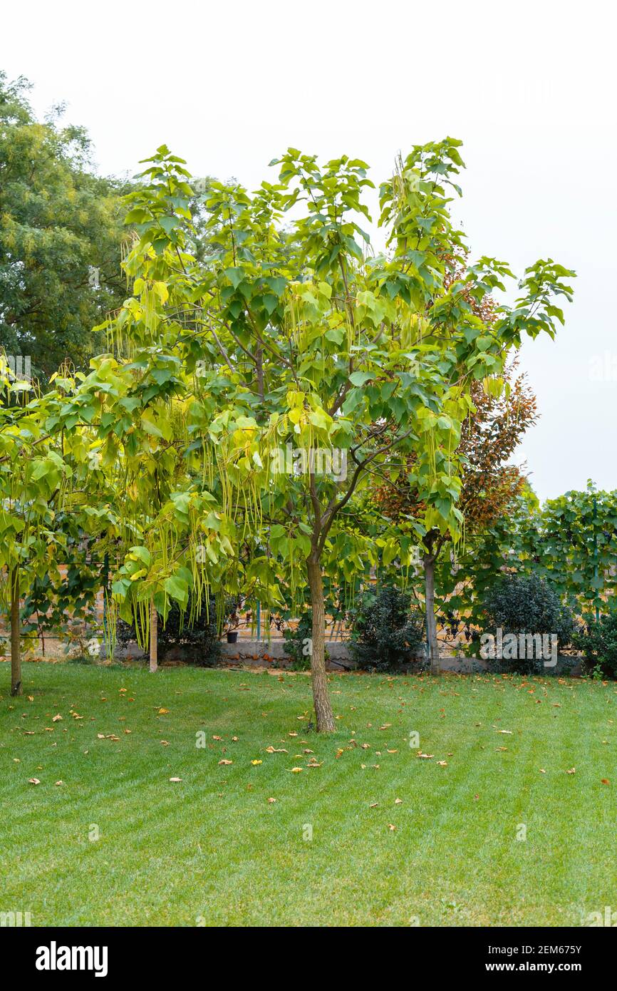 Catalpa tree hi-res stock photography and images - Alamy