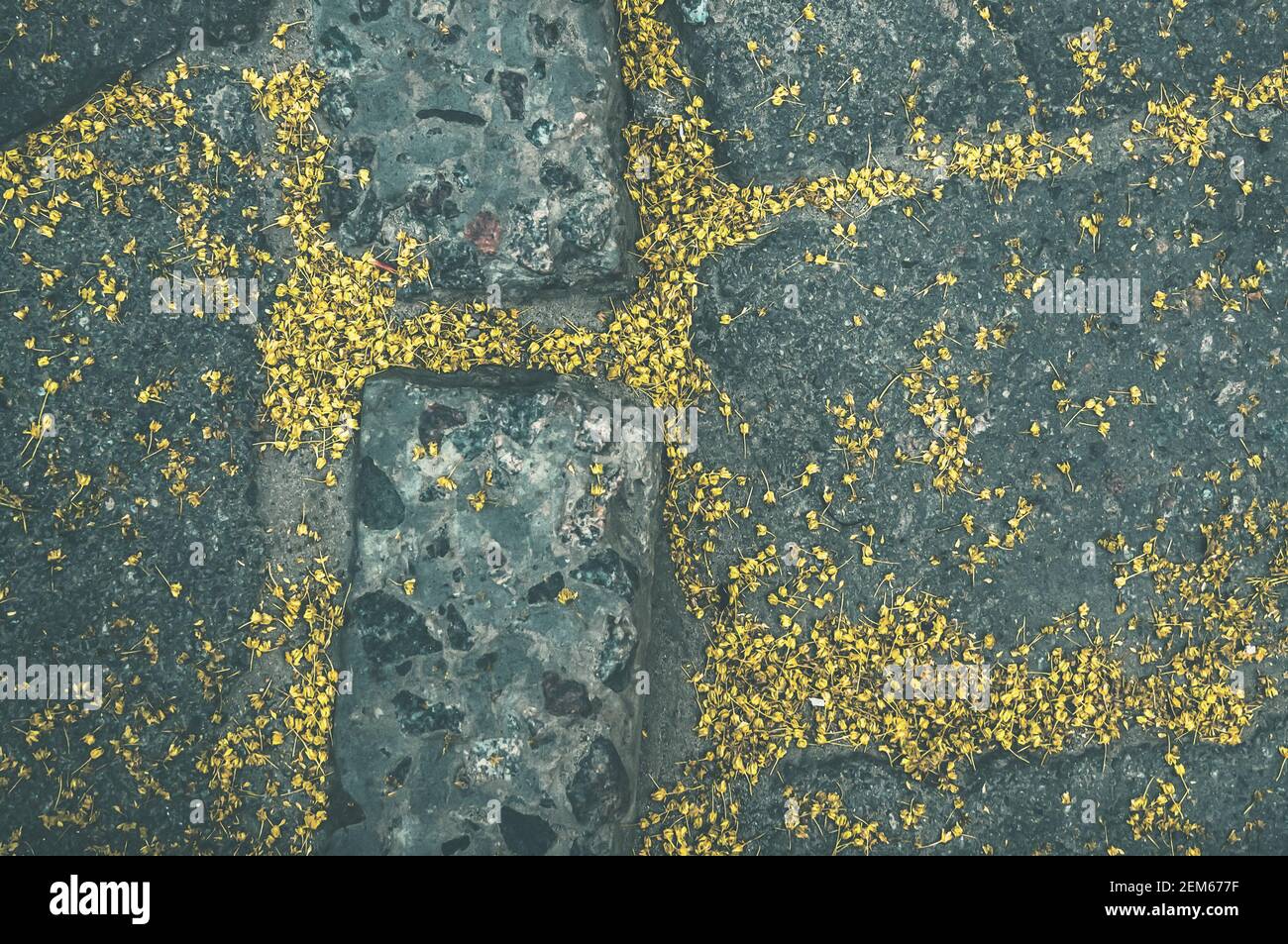 Street stone gray tiles with illuminating yellow inflorescences top ...