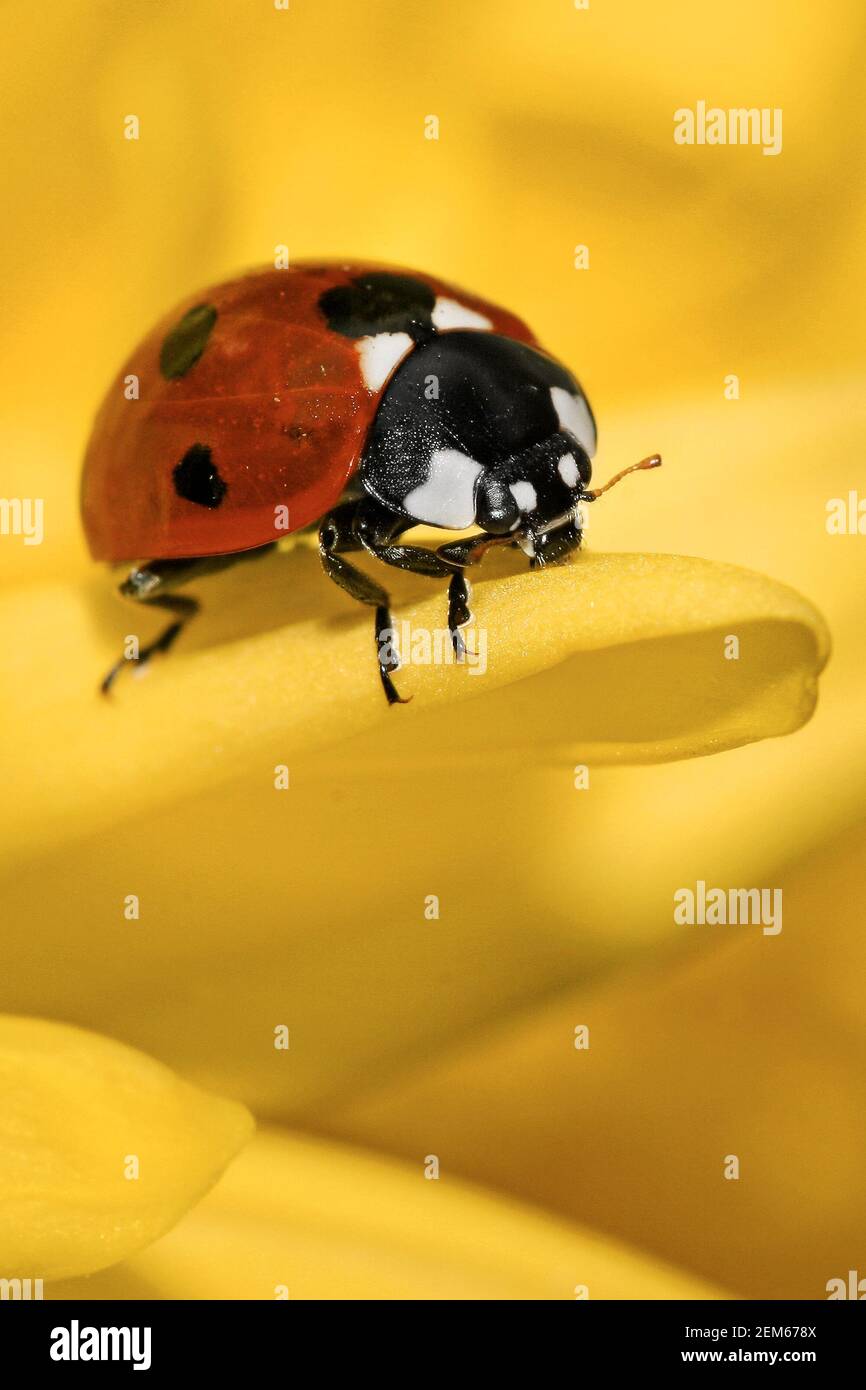 Ladybug beetles hi-res stock photography and images - Alamy
