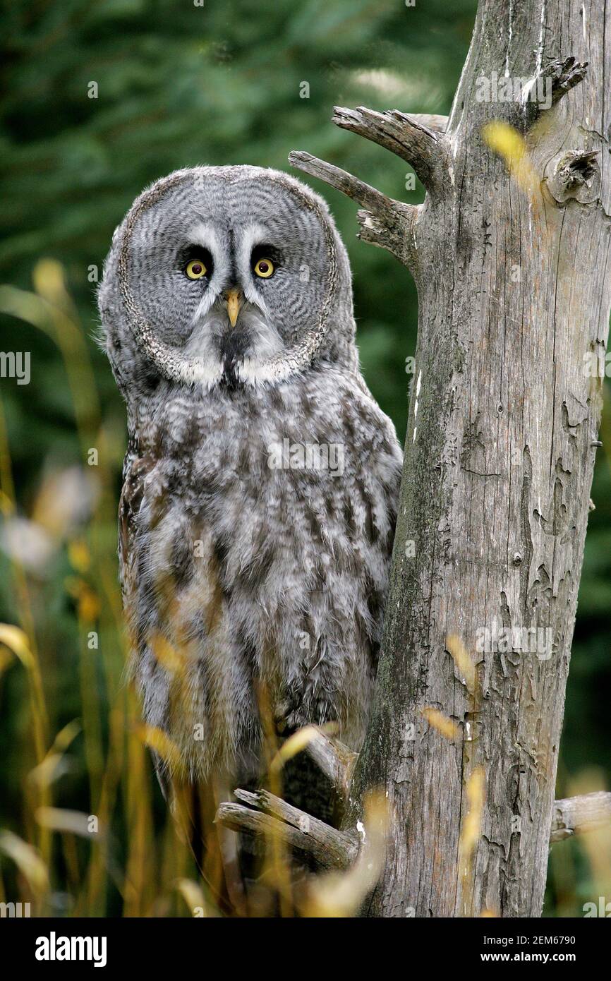 Grey owl bird hi-res stock photography and images - Alamy
