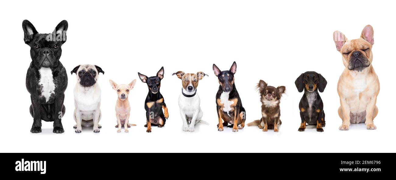 team group row of dogs taking a selfie isolated on white background ...