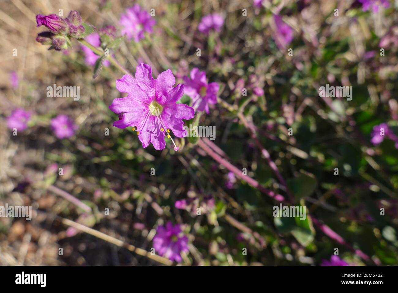 Desert Wishbone bush (Mirabilis laevis) Orange County, California , USA ...