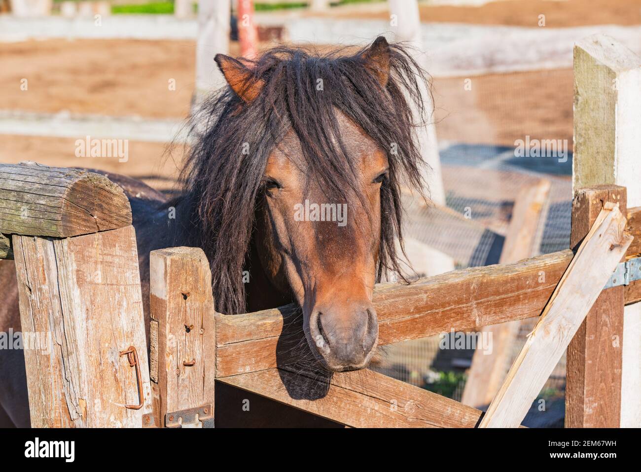 Head of the horse in the private stable Stock Photo - Alamy