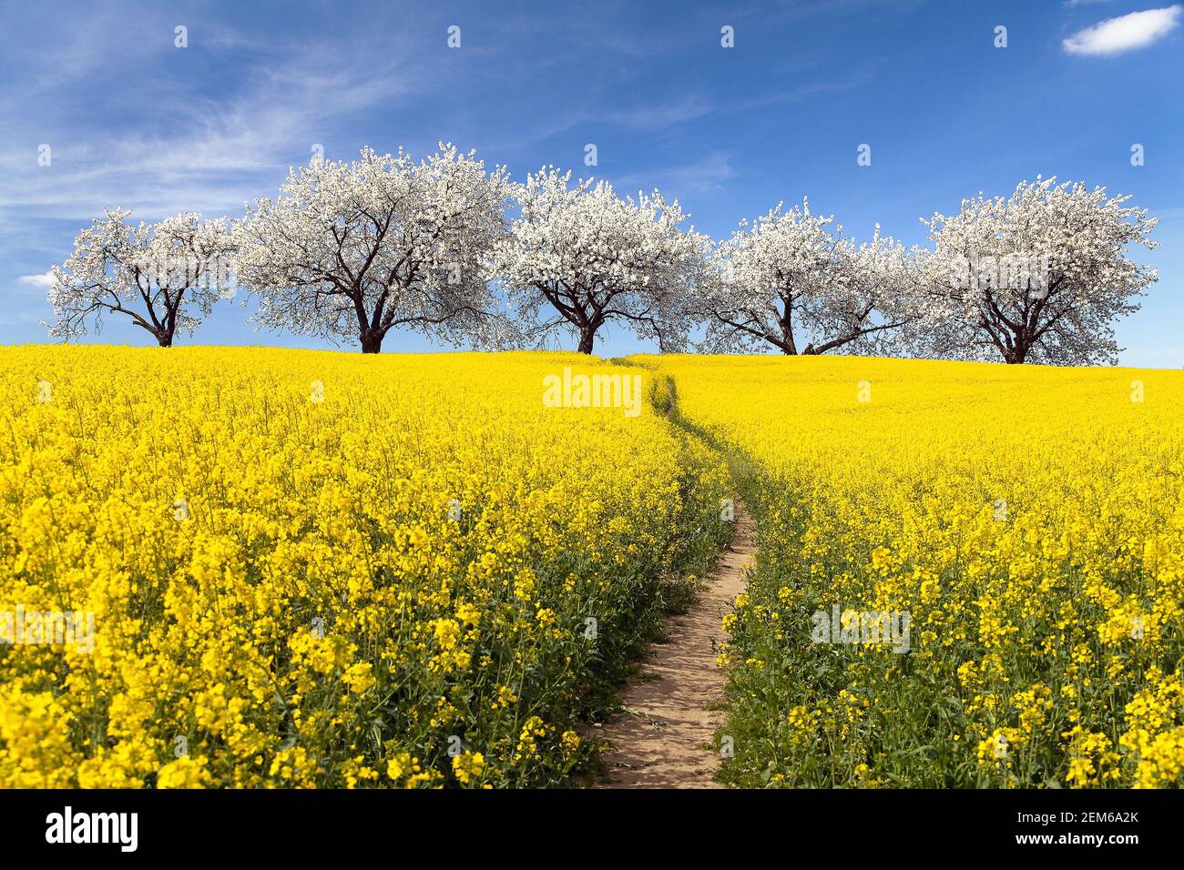 Rapeseed field with parhway and alley of flowering cherry trees ...